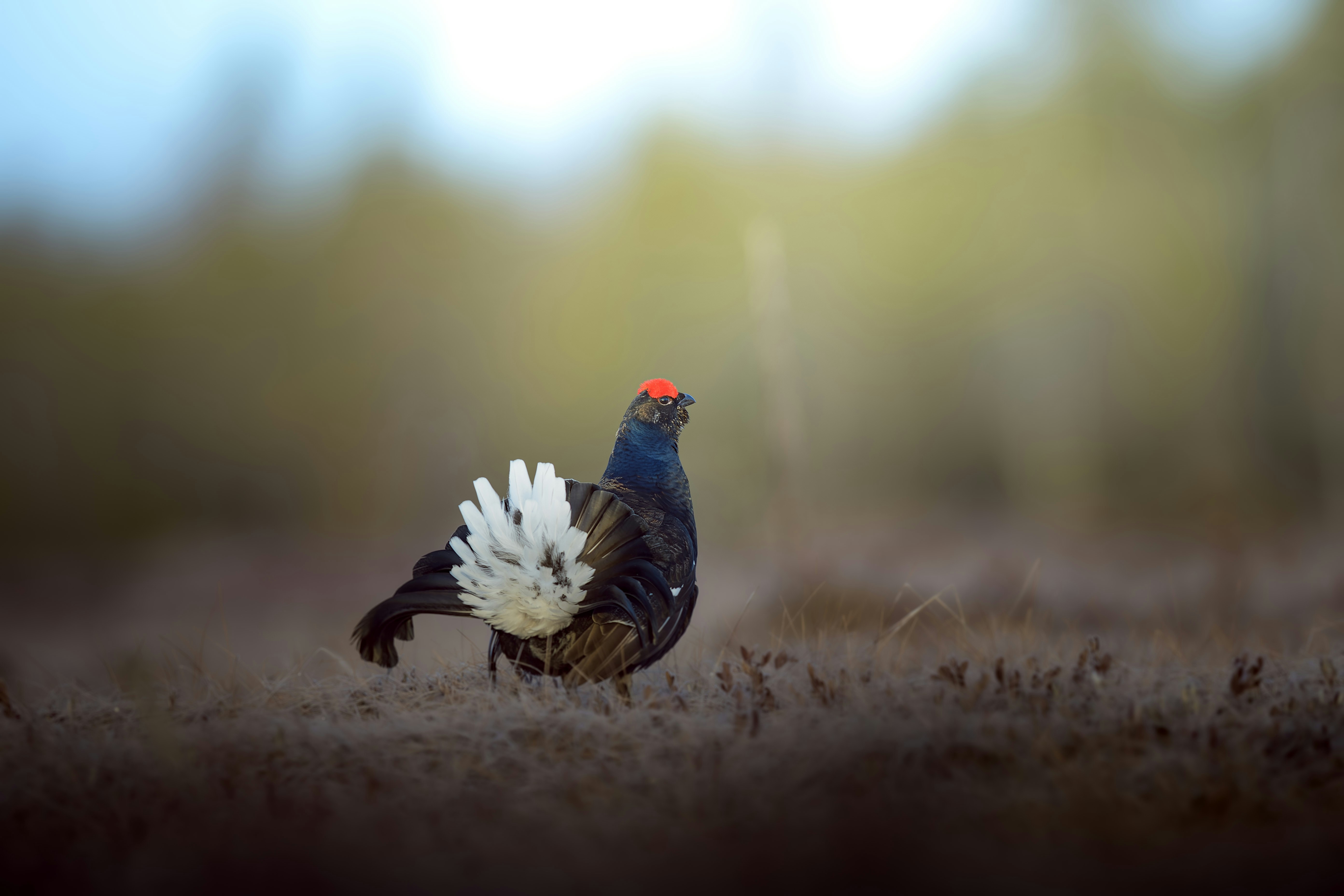 Moorland Courtship: Black Grouse Unfurls White Tail in Quiet Light