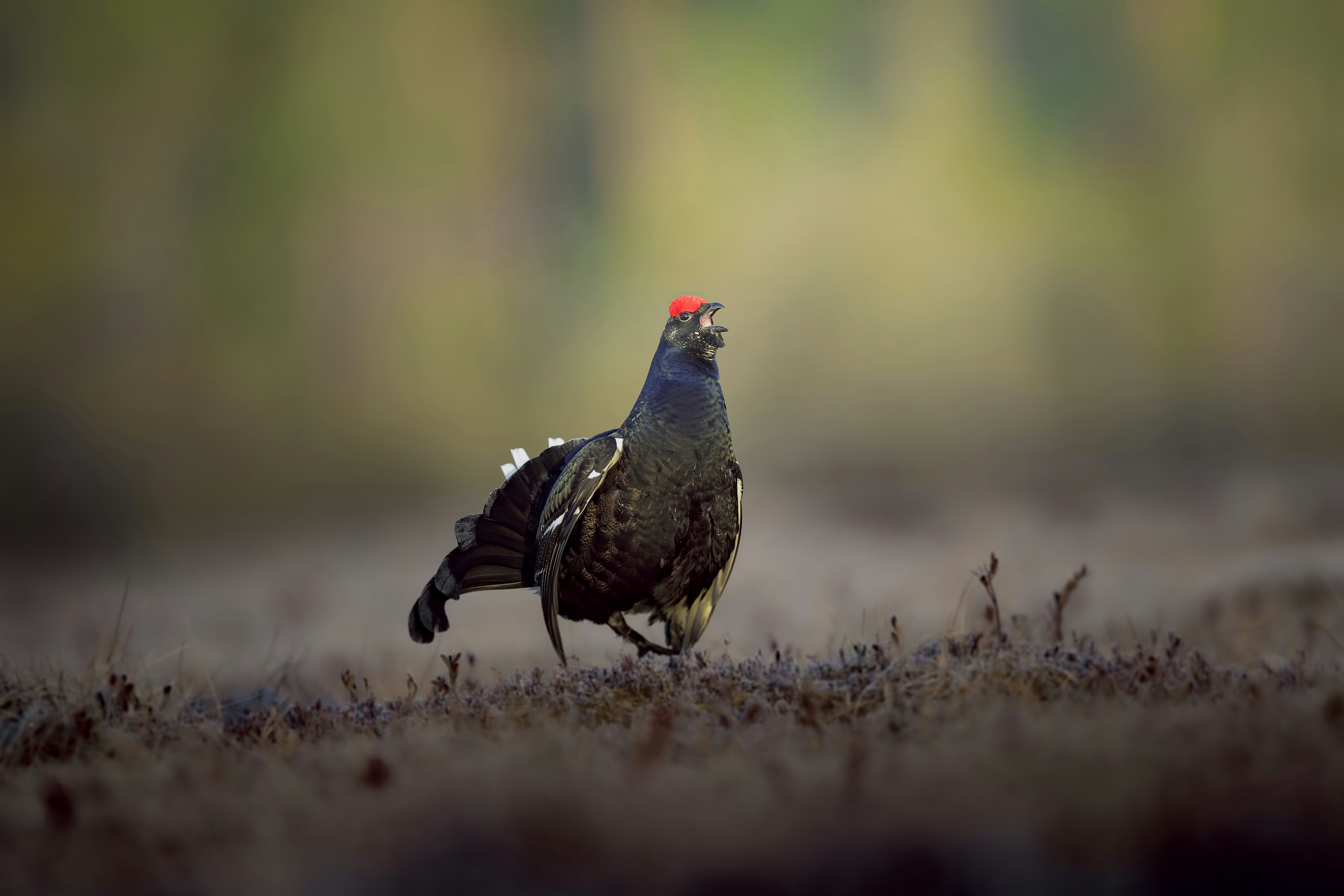 Red-crested pheasant on a frost-kissed meadow, a portrait of quiet alertness