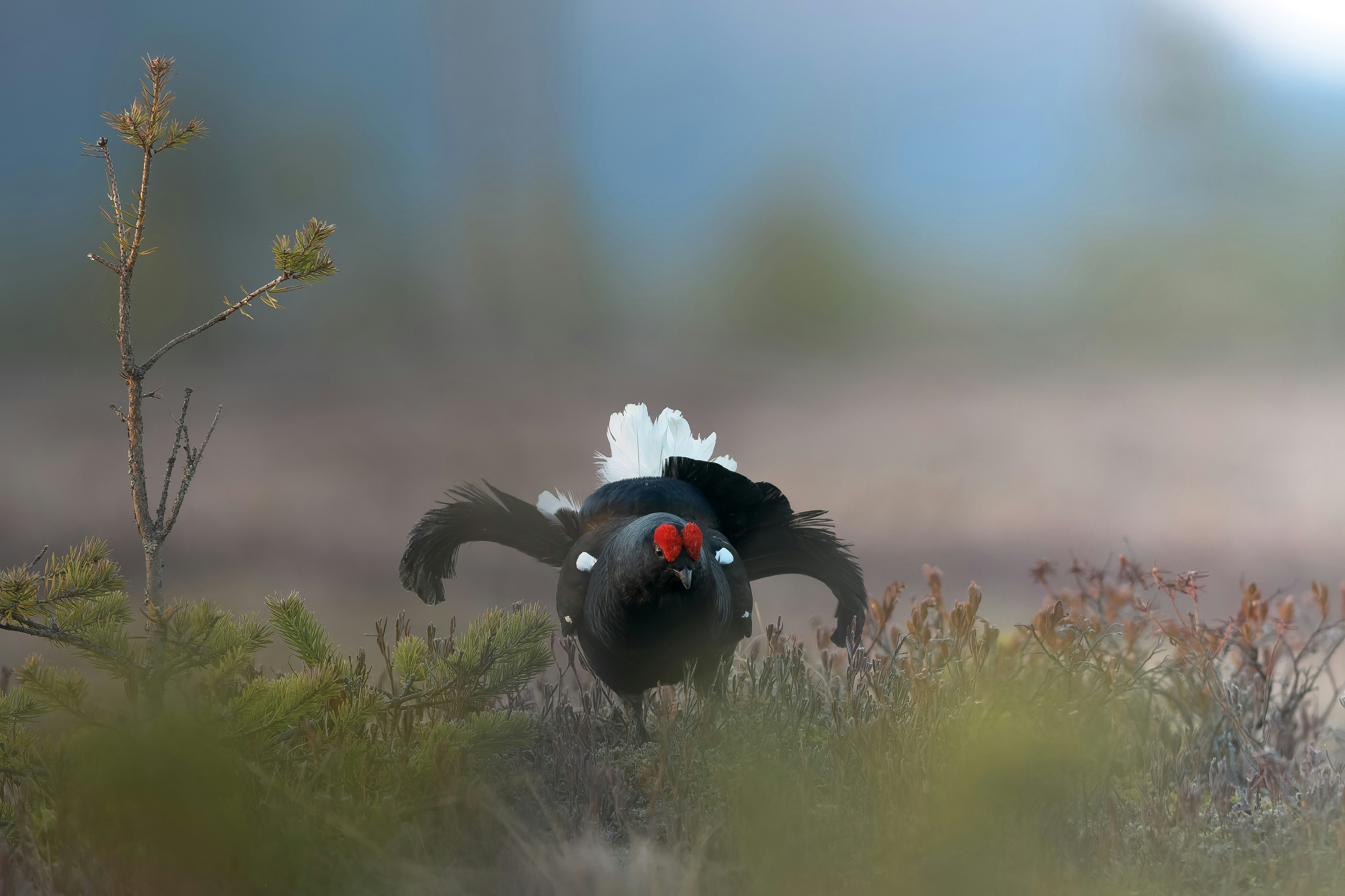 A black bird with red eyes standing in a field photo – Free Black ...