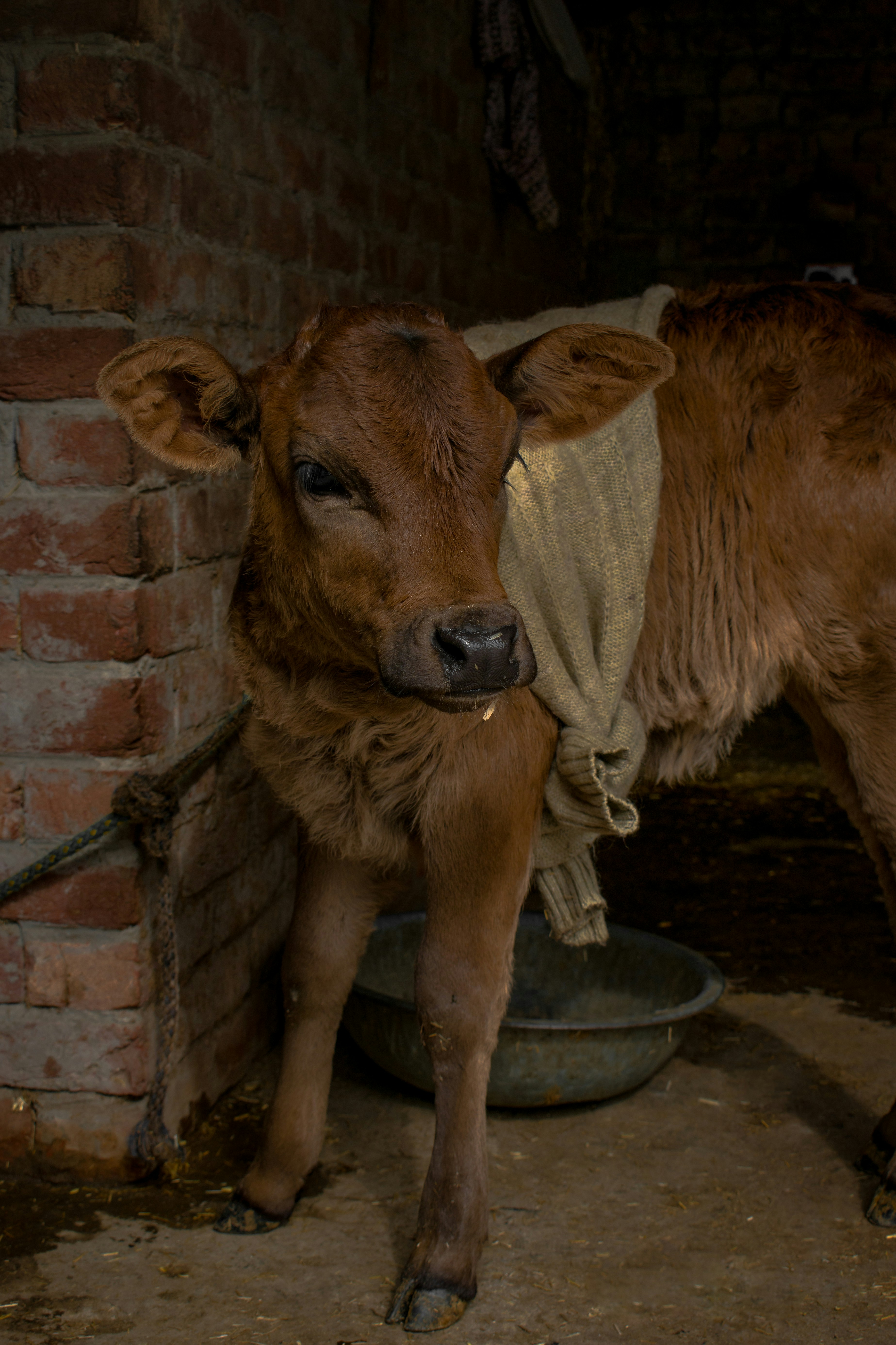 A brown cow standing next to a brick wall photo – Free Calf Image on ...