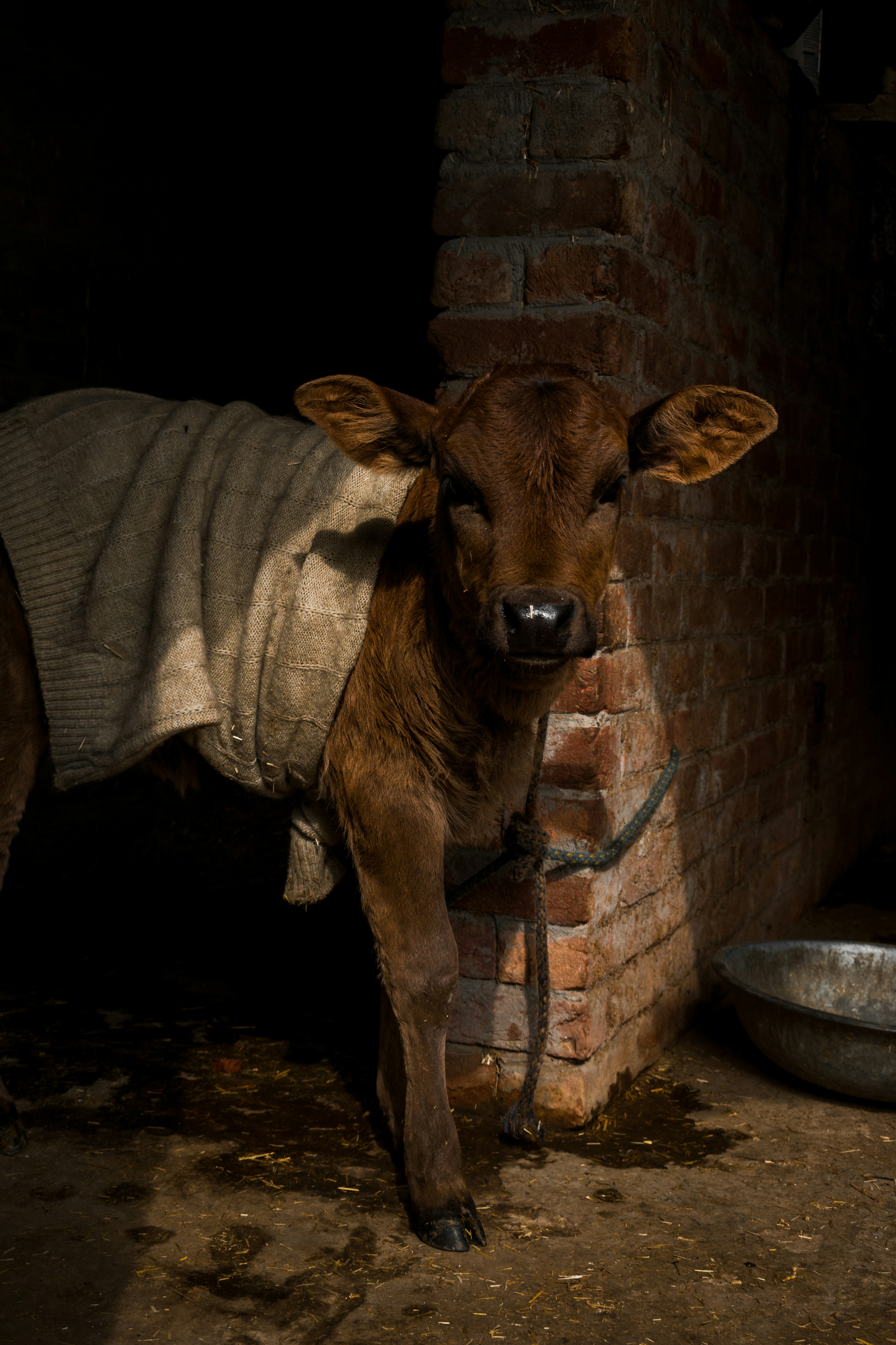 Lantern-lit calf in the barn: a solitary gaze from the doorway