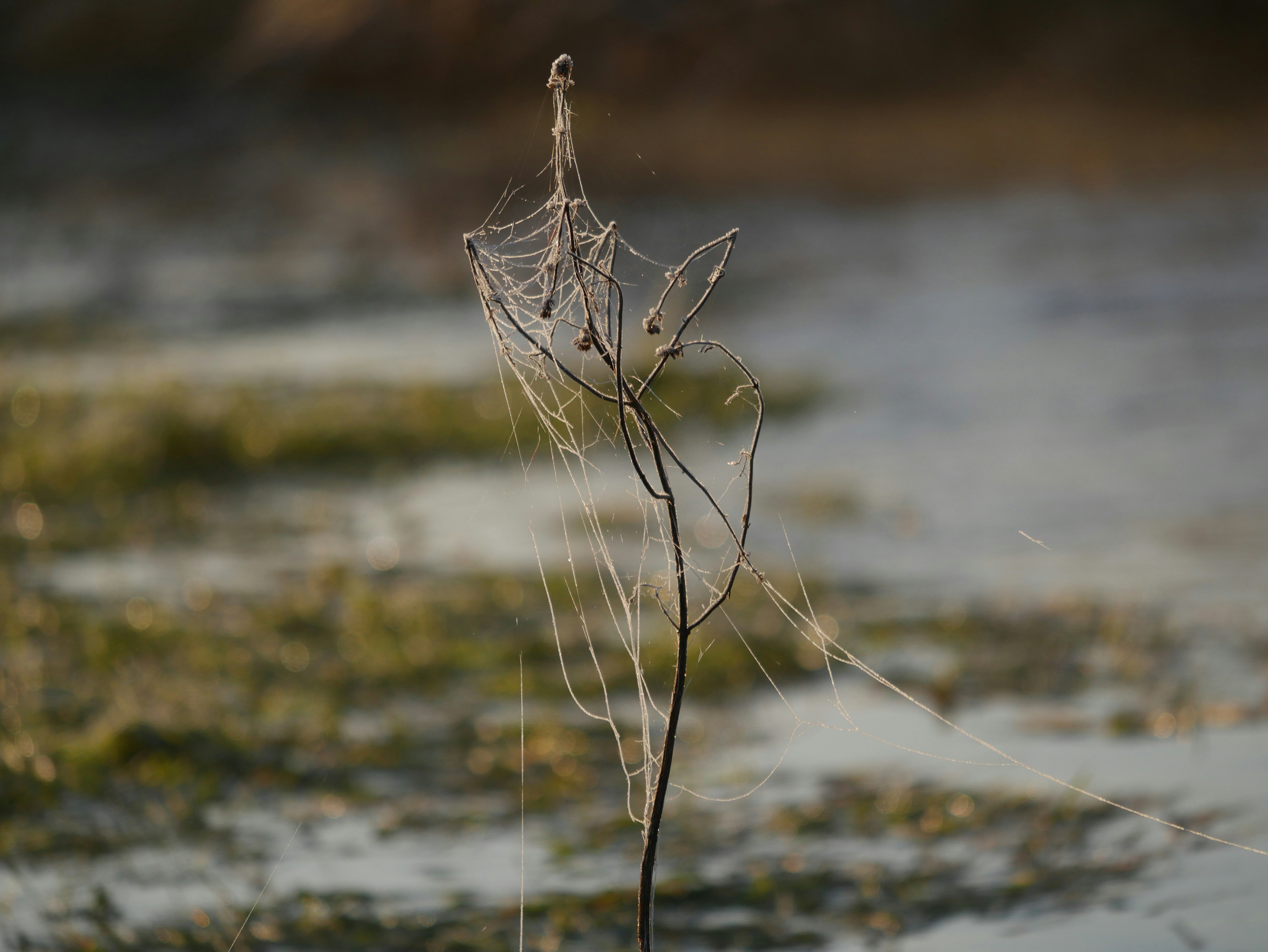 Dusty Webs Crown a Withered Stem in Soft Riverbank Light