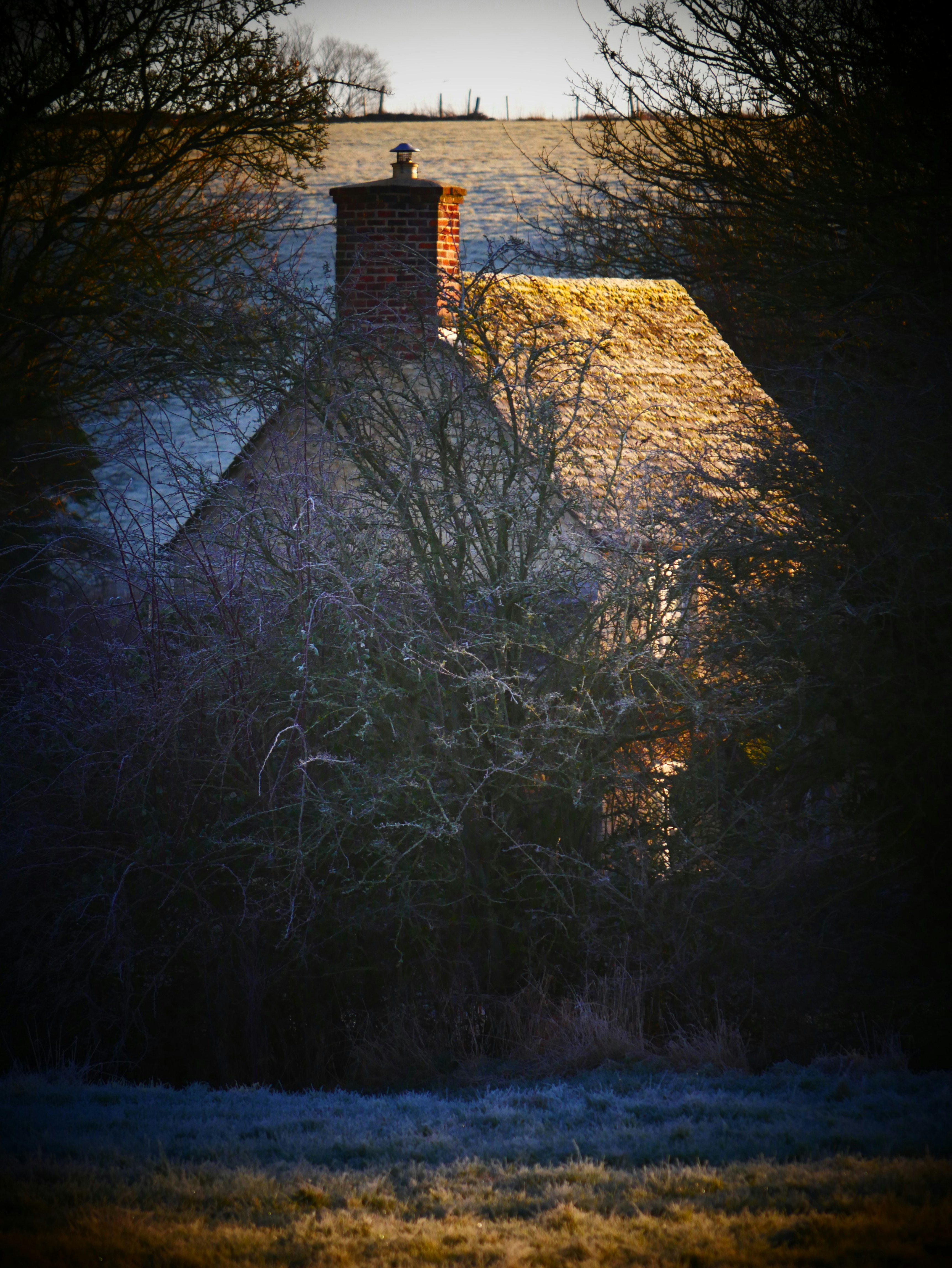 Chimney Bathed in Winter Light Behind a Veil of Bare Branches