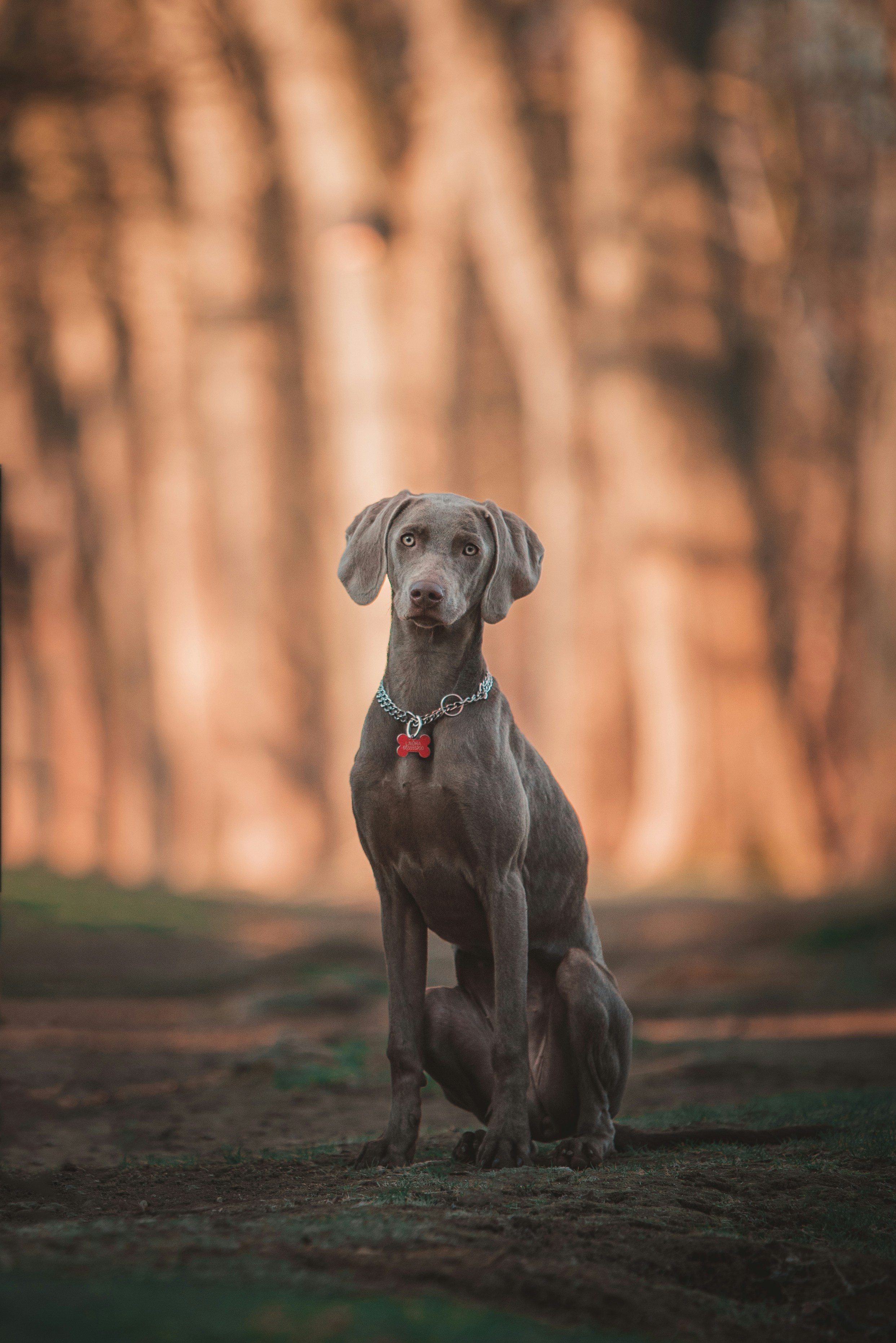 Weimaraner in the Golden Pines