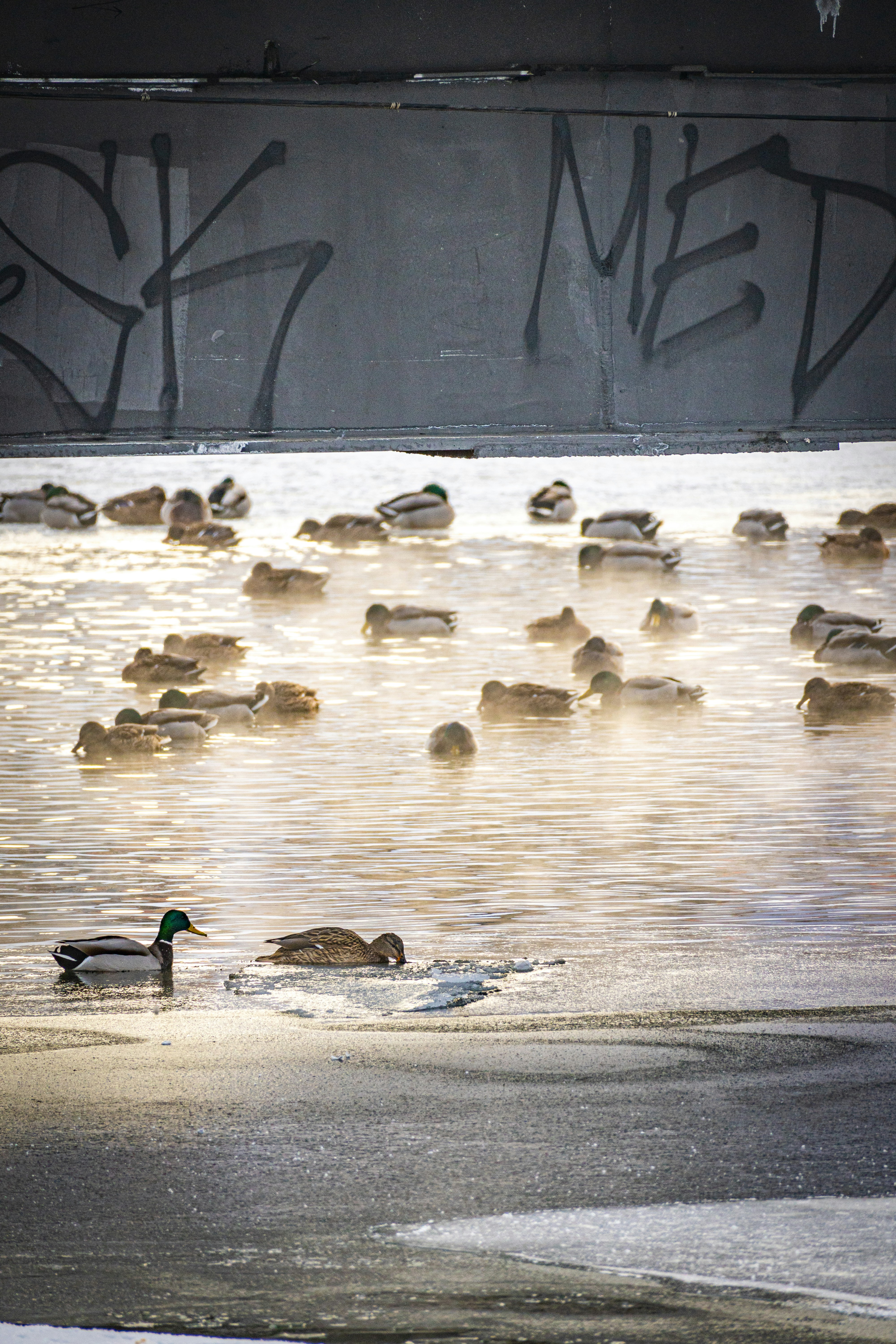 Urban Ripple: Mallards Pause at Sunlit Edge by Graffiti Wall