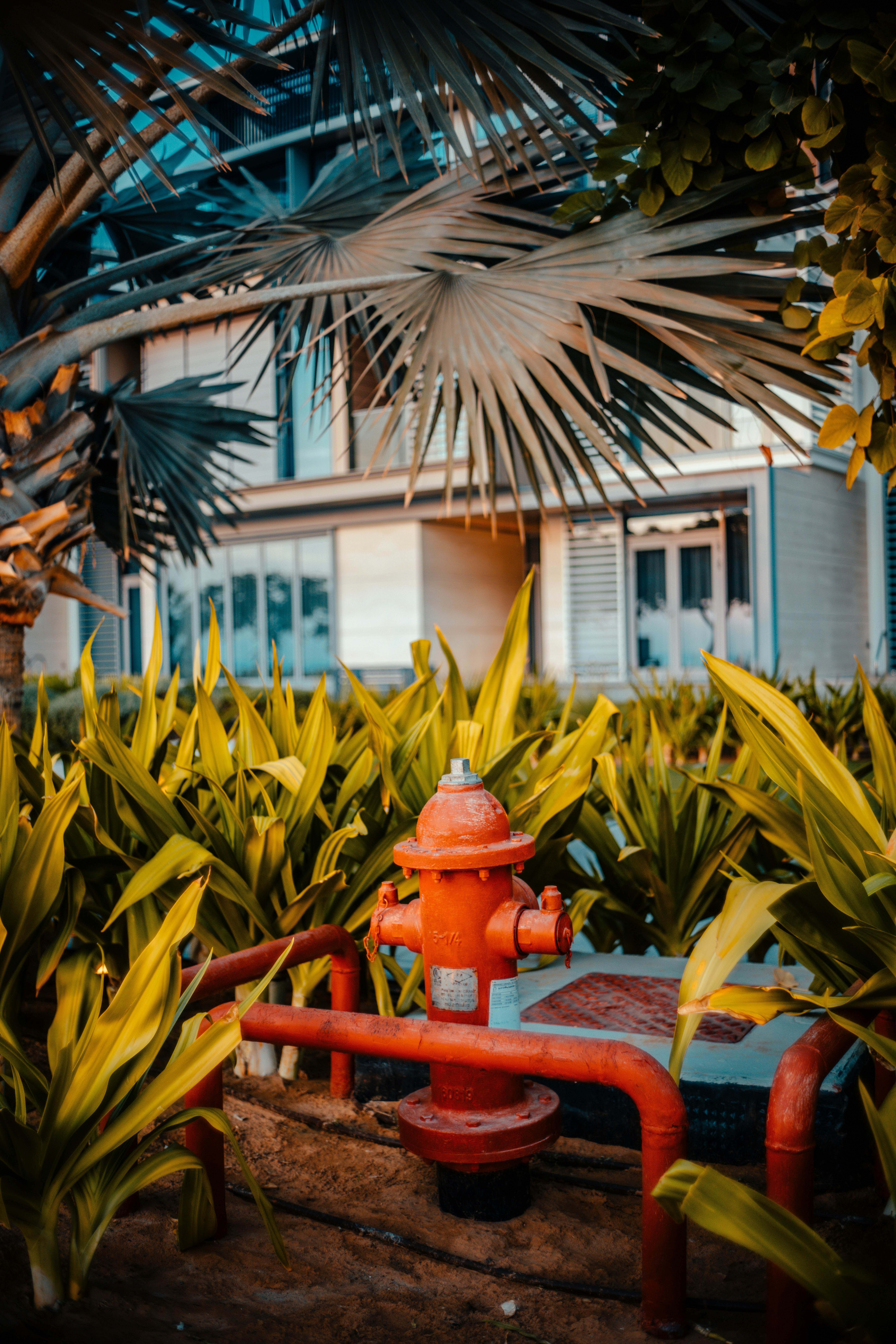 Red Fire Hydrant Amid Tropical Foliage and a Quiet House