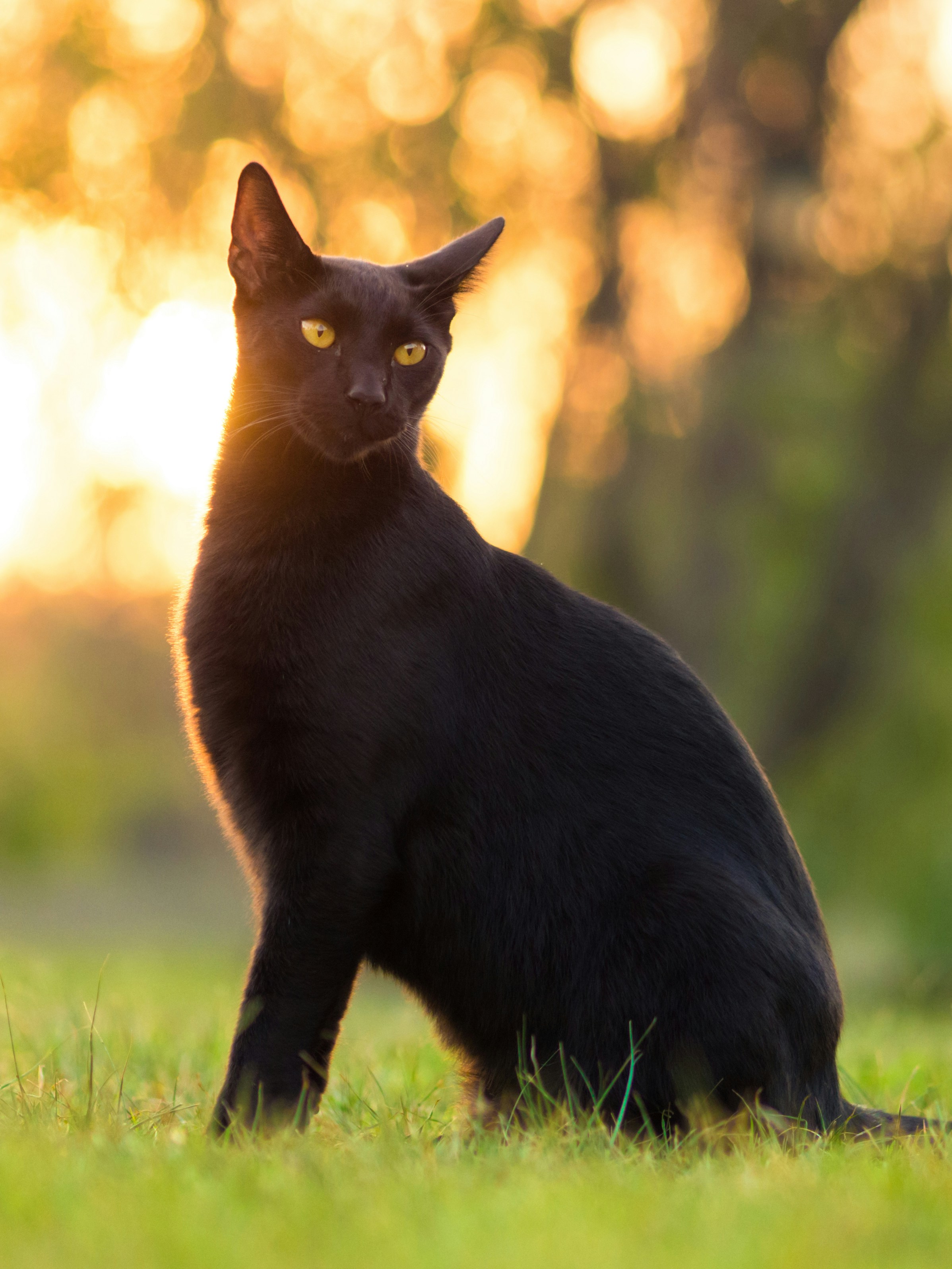a black cat is sitting in the grass