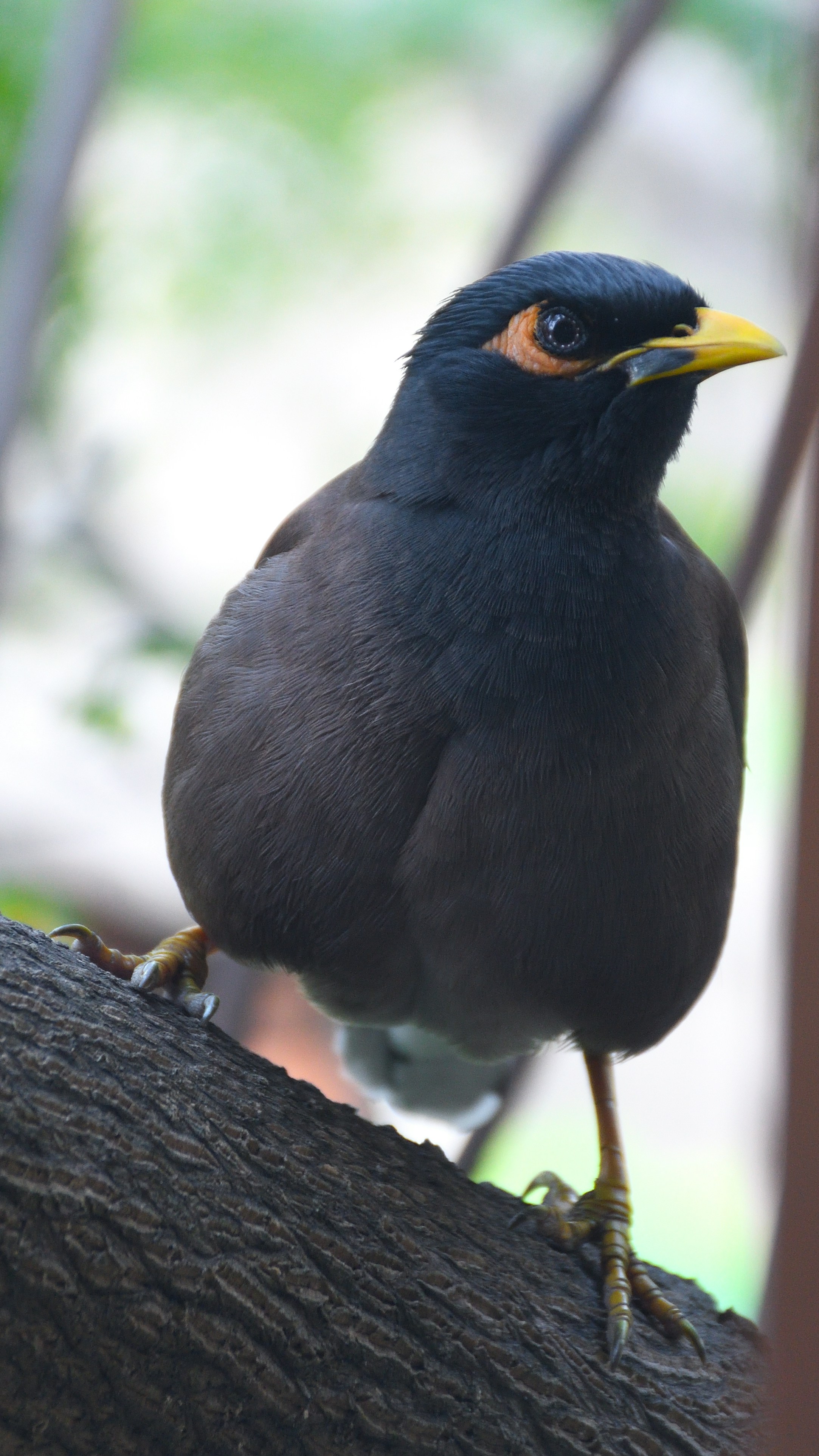 Yellow-beaked Sentinel: A Blackbird on a Weathered Branch