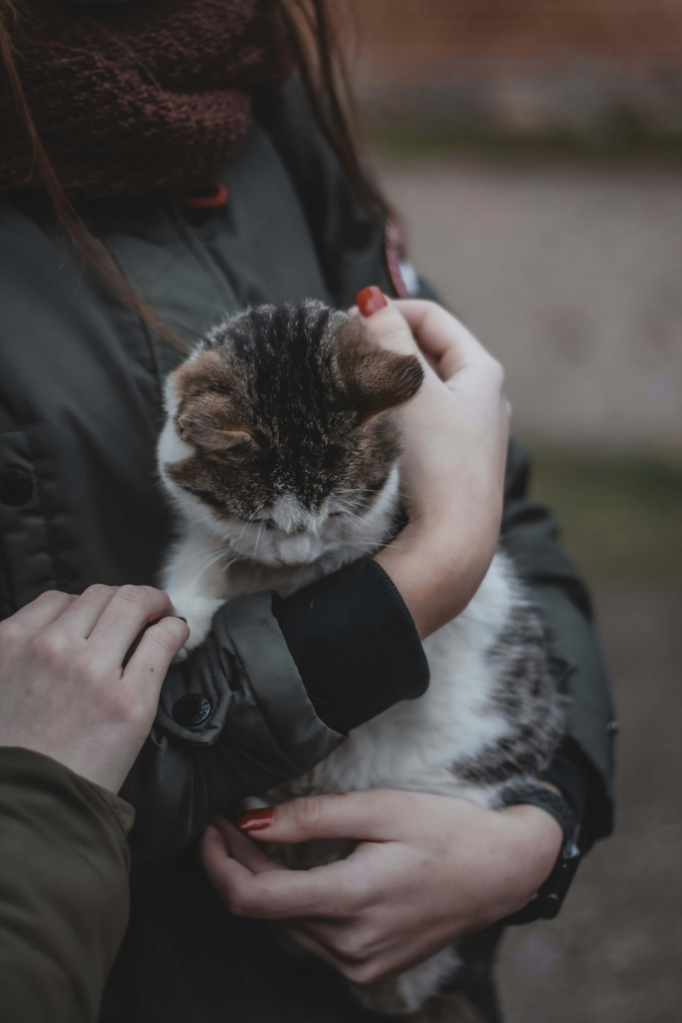Warm Embrace: A Close-Hold Moment with a Fluffy Tabby