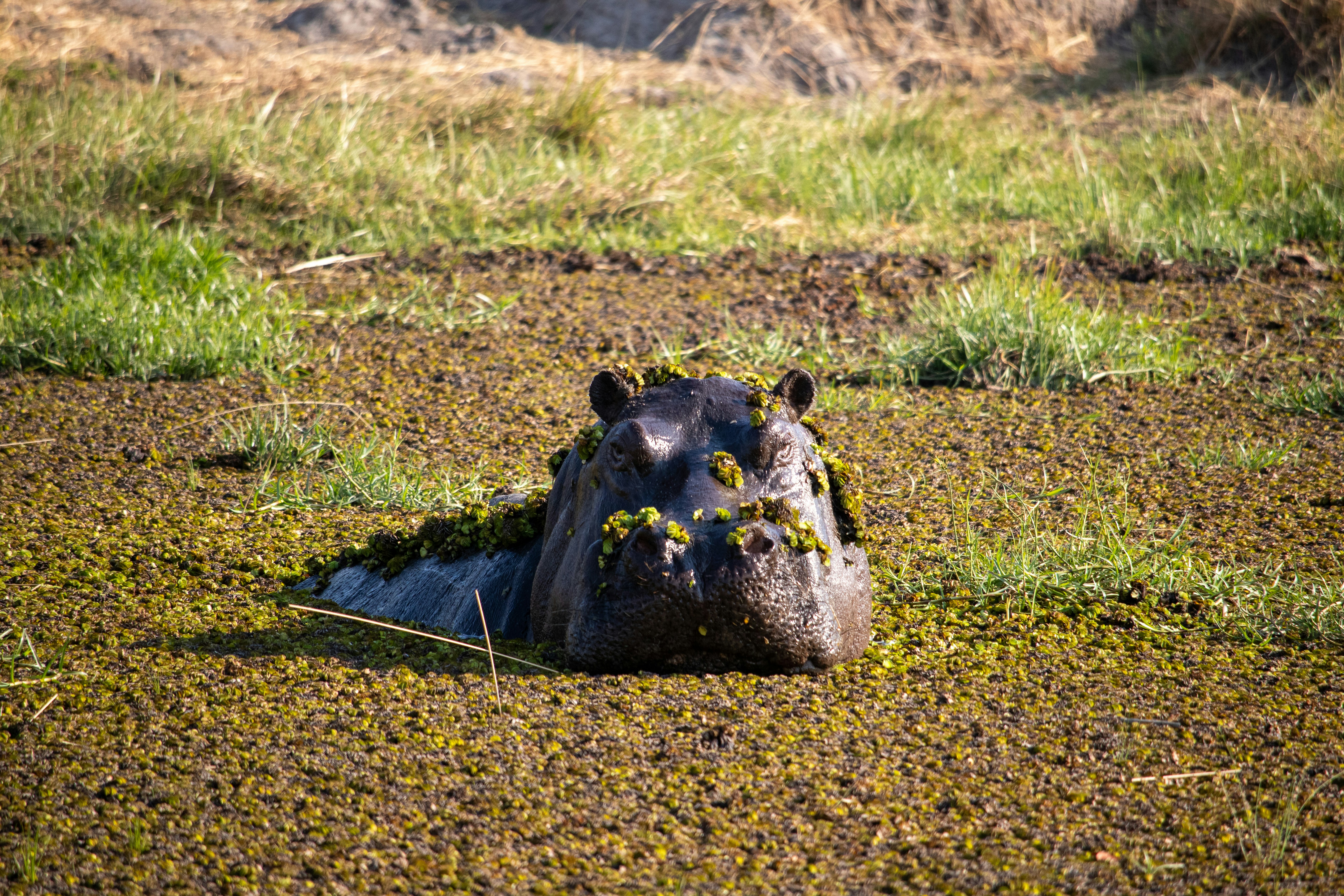 A hippo partially submerged in a green, mossy pond, blending into its surroundings. The scene captures the essence of wildlife adaptation.