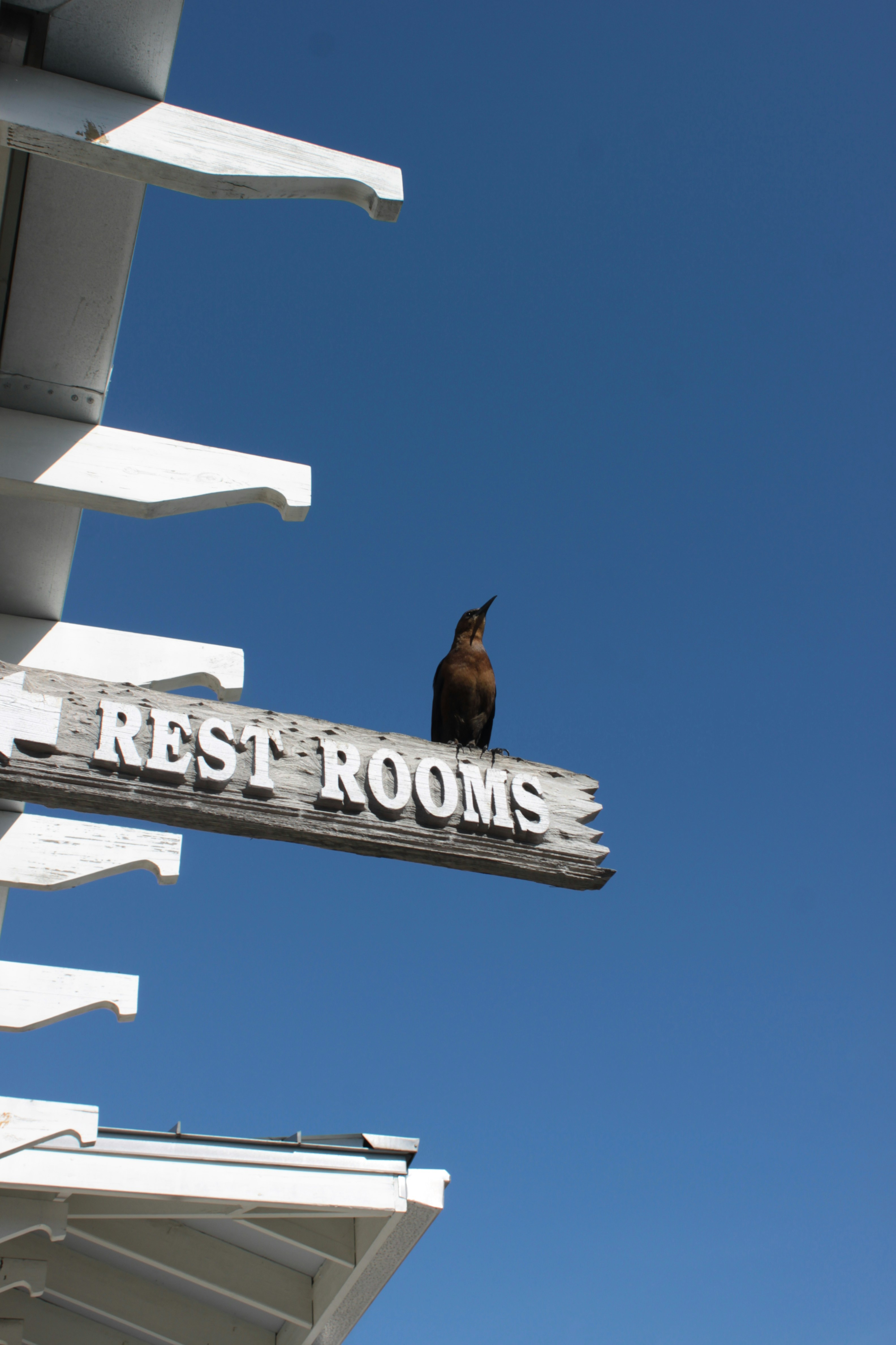 Perched on a weathered REST ROOMS sign beneath a cobalt sky