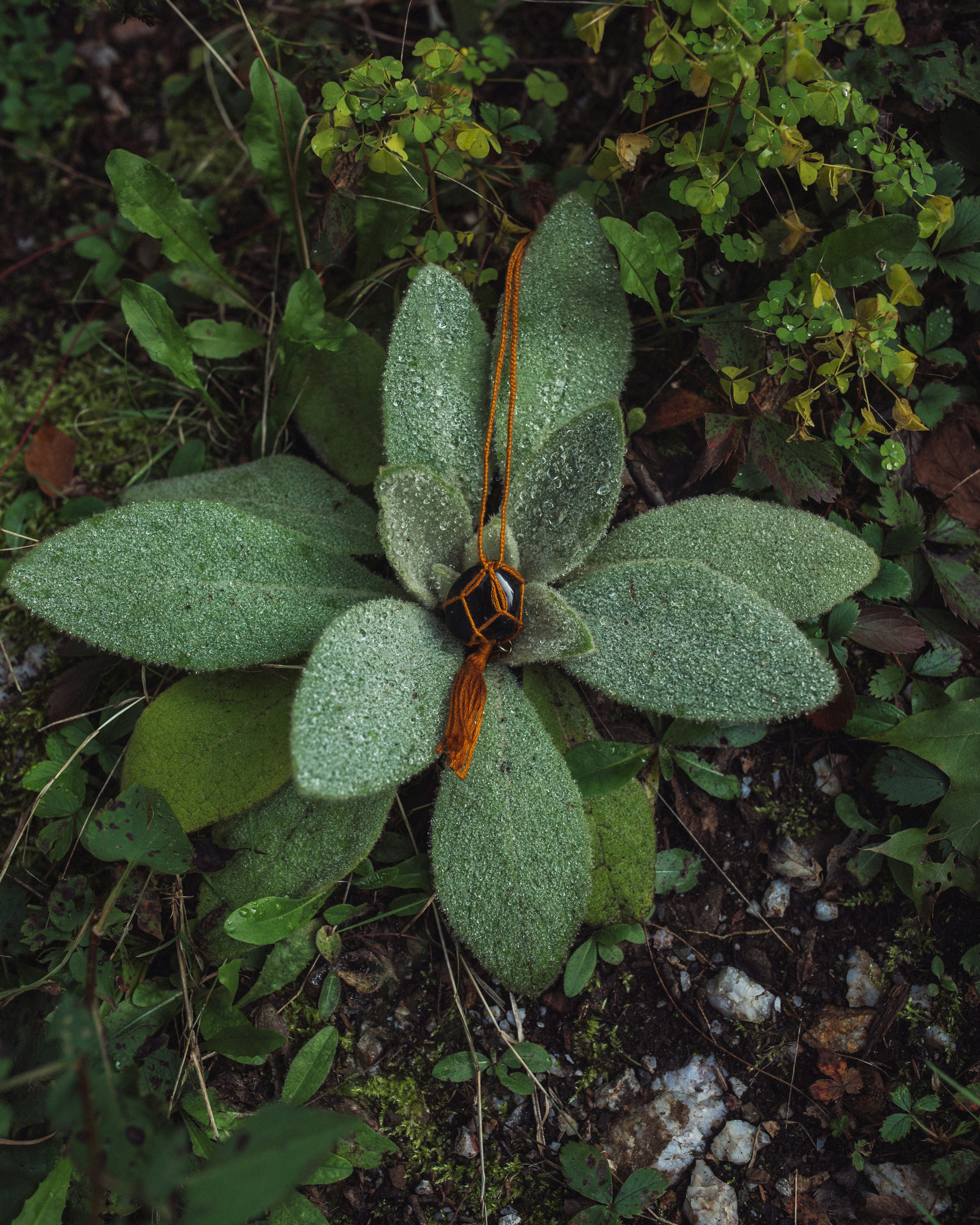 A lush green plant adorned with a vibrant tassel, nestled among various foliage on the forest floor.