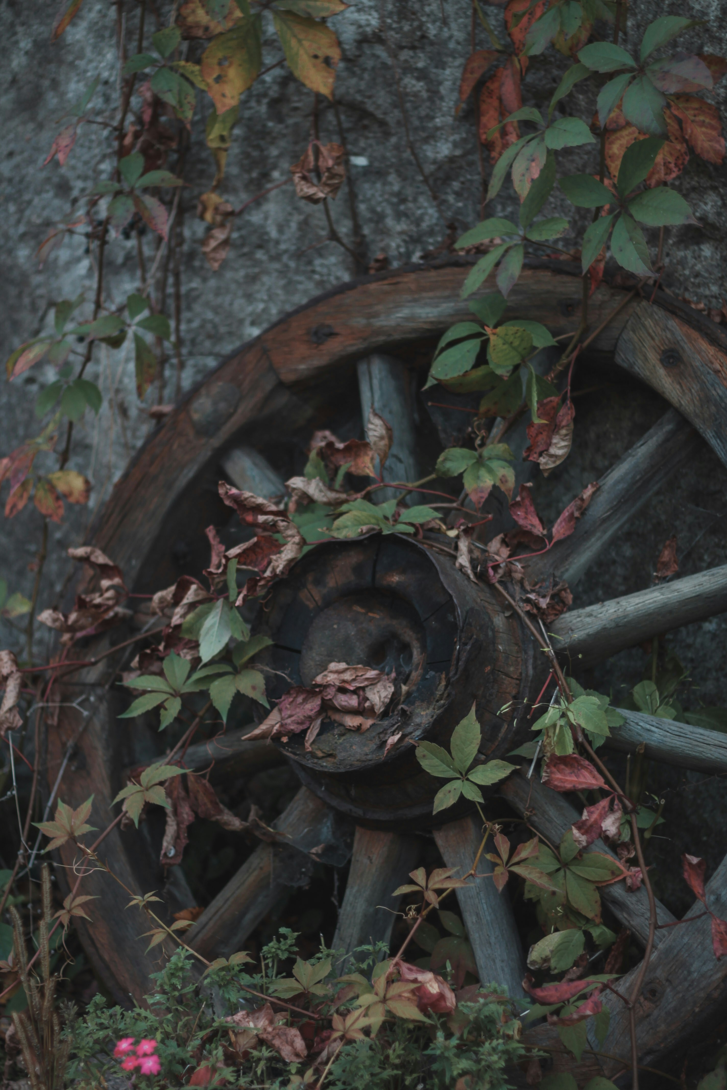 an old wagon wheel with vines growing on it