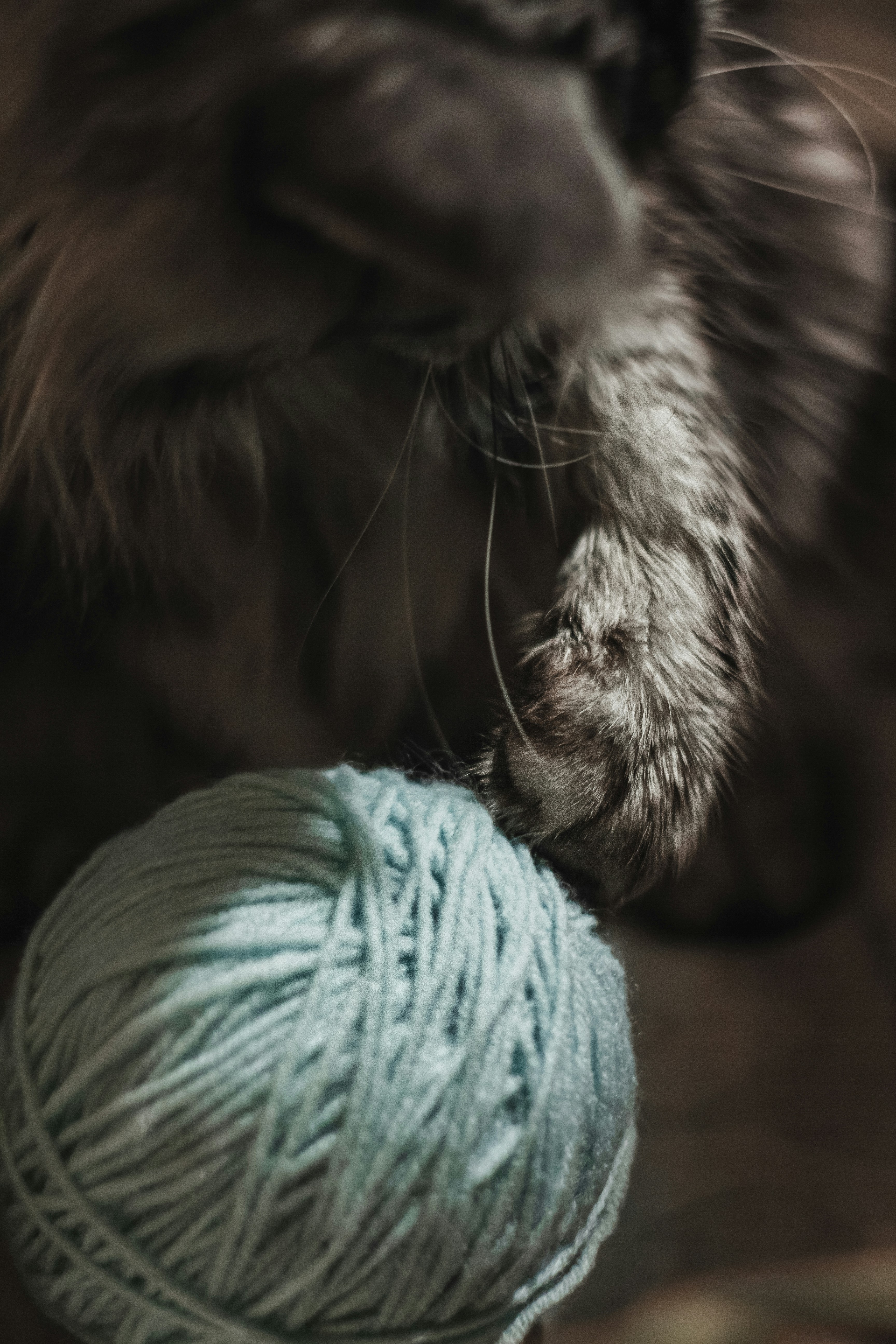 Claw and Skein: A Close-Up of Cat Play with Blue Yarn