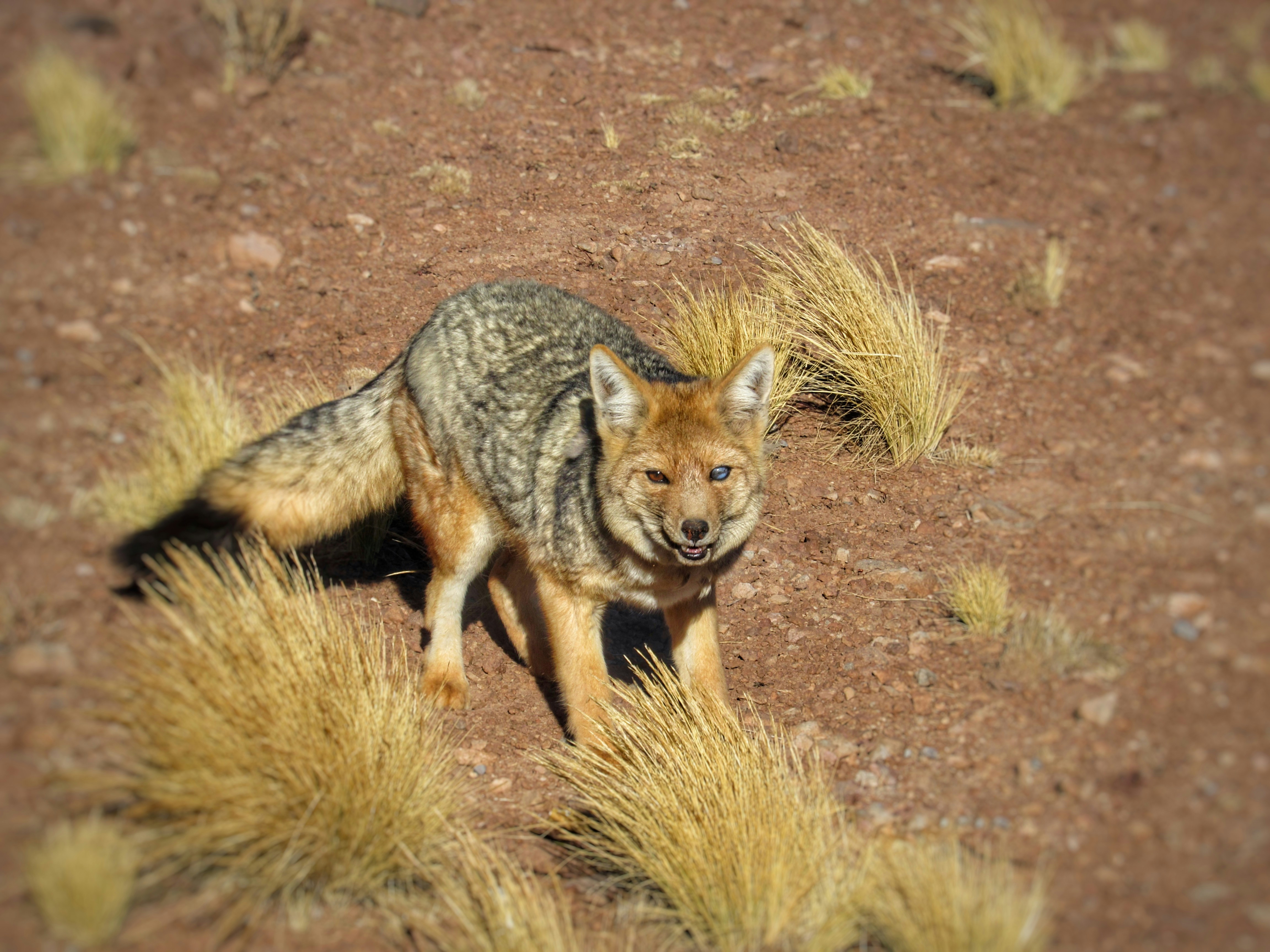 A coyote stands amidst dry grass in a desert landscape, showcasing its keen expression and alert posture.