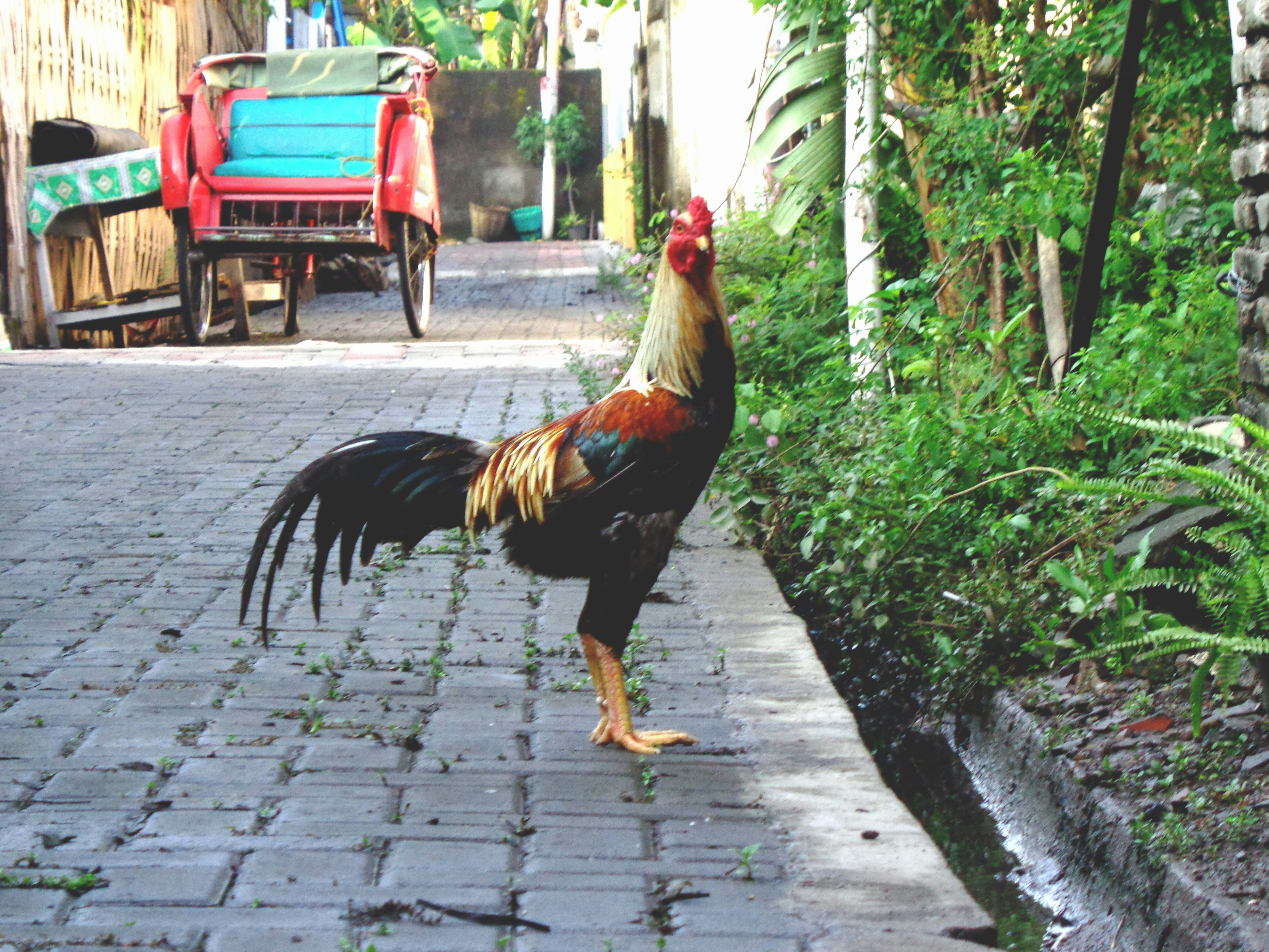 A vibrant rooster stands proudly on a cobblestone path, surrounded by lush greenery and a glimpse of local transport in the background.