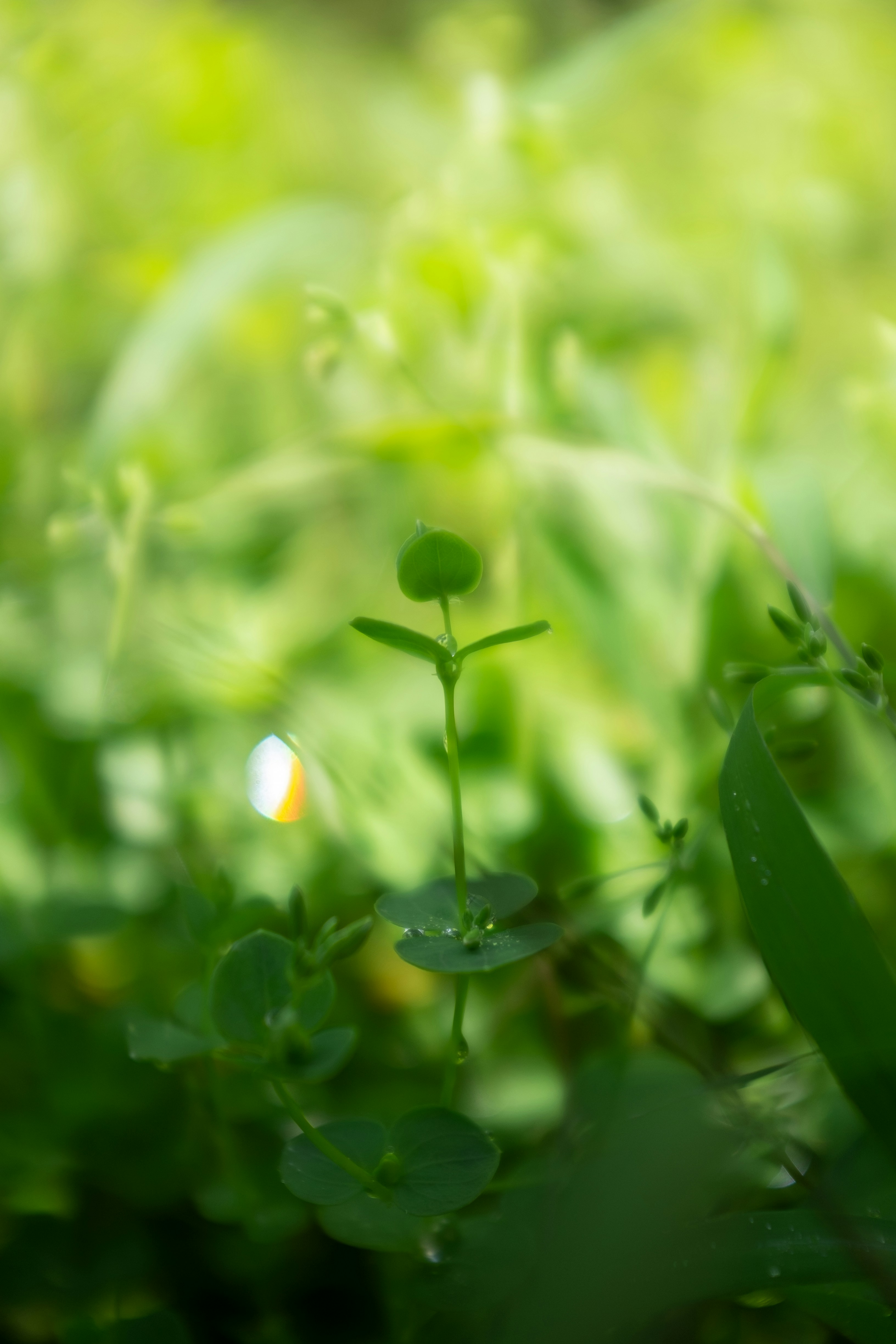 A close up of a plant with a blurry background photo – Free Plant Image ...