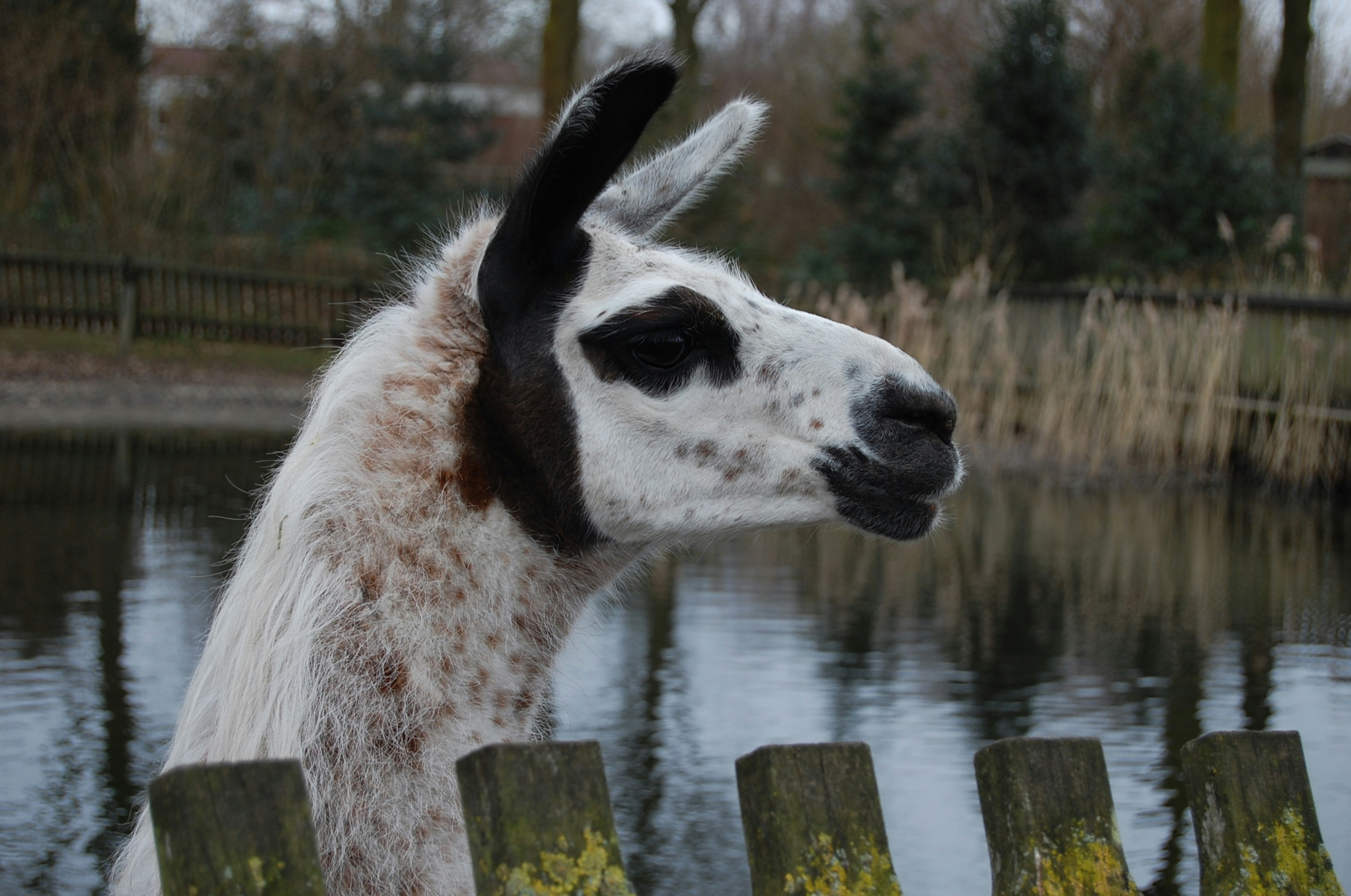 Gros plan d’un lama près d’un plan d’eau photo – Photo Gris Gratuite ...