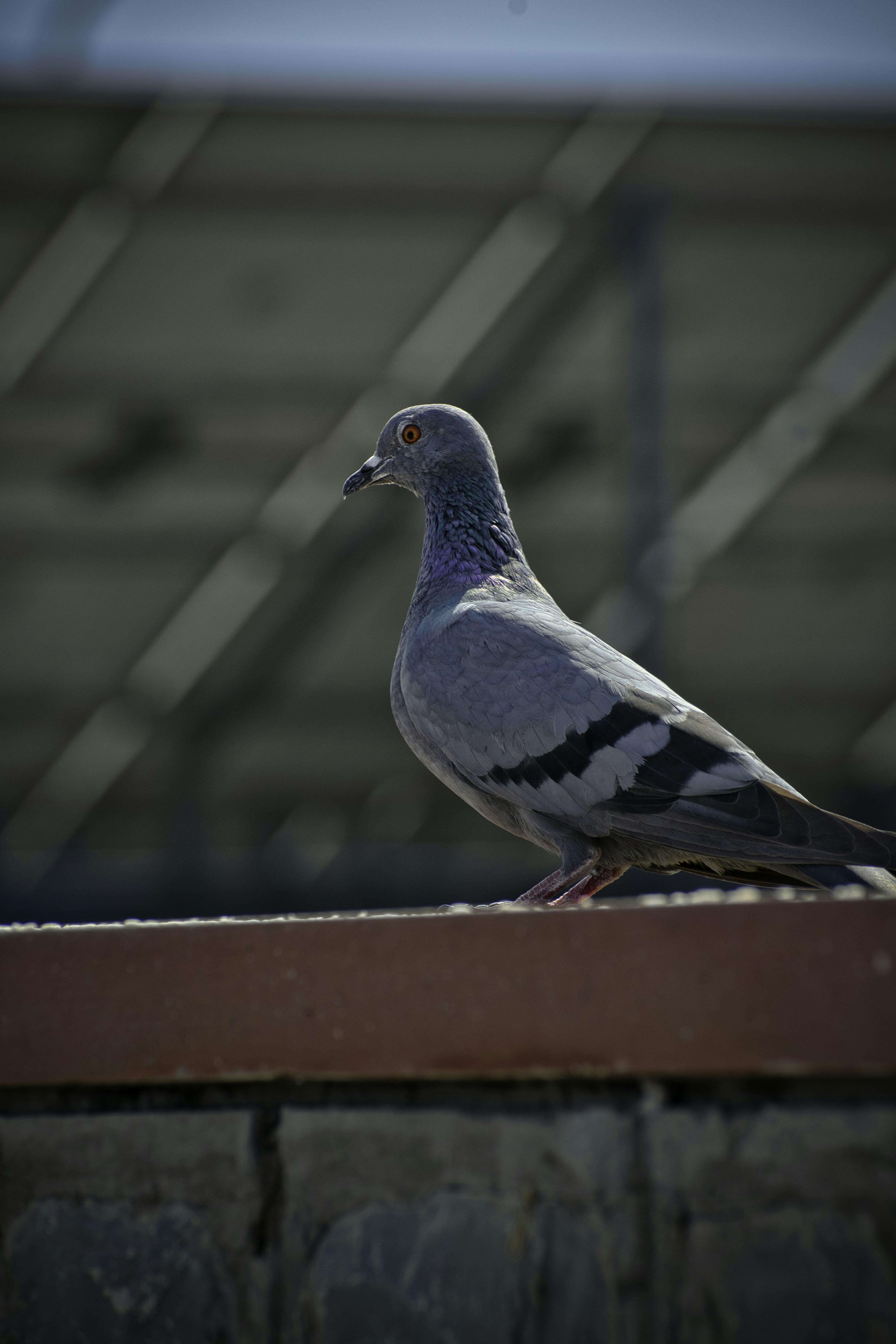 Pigeon perched on a ledge, observing its surroundings with keen interest. The blurred background emphasizes the subject's focus.