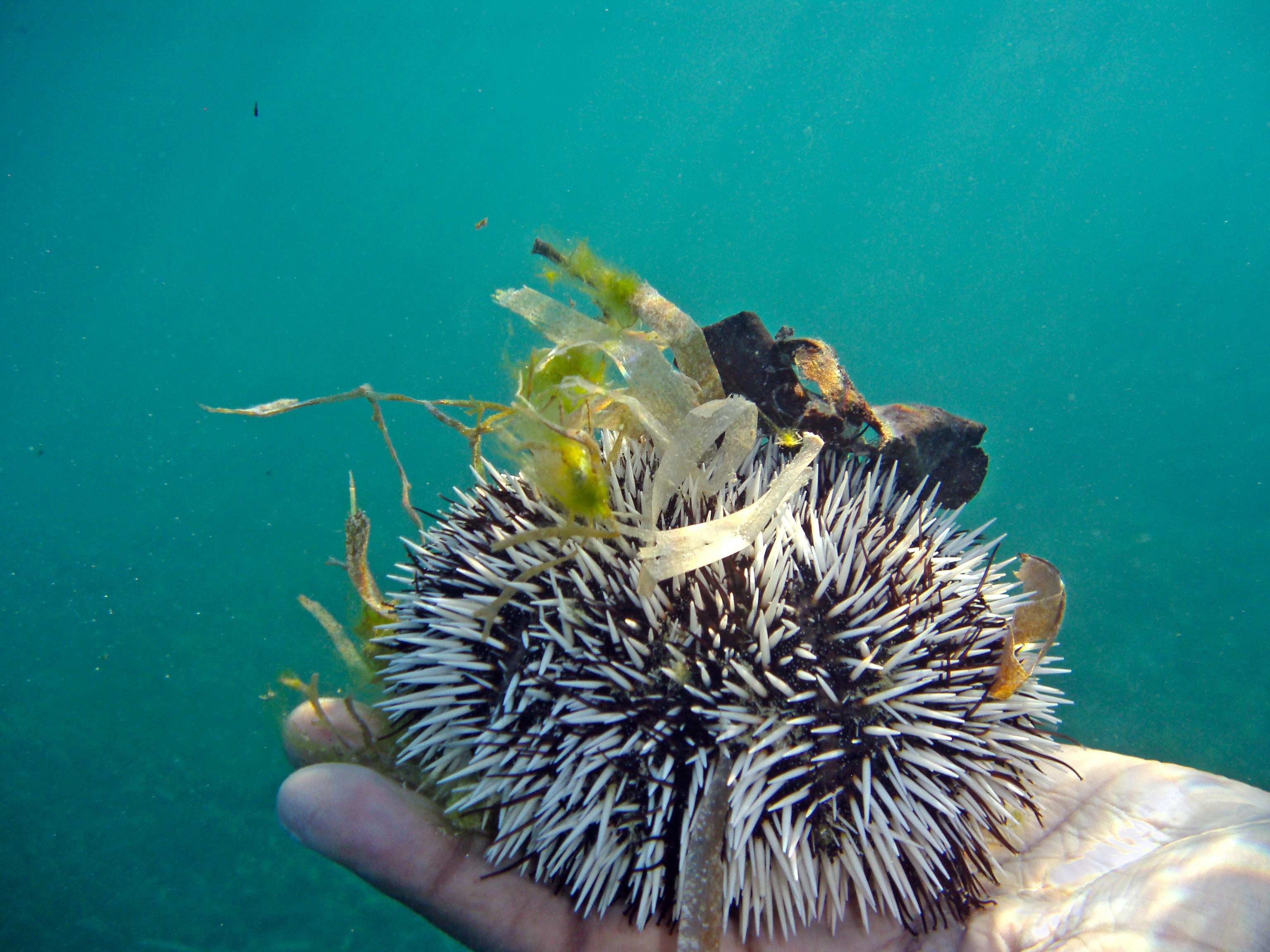 A sea urchin rests in an open palm, surrounded by seaweed and marine flora in a tranquil underwater setting.