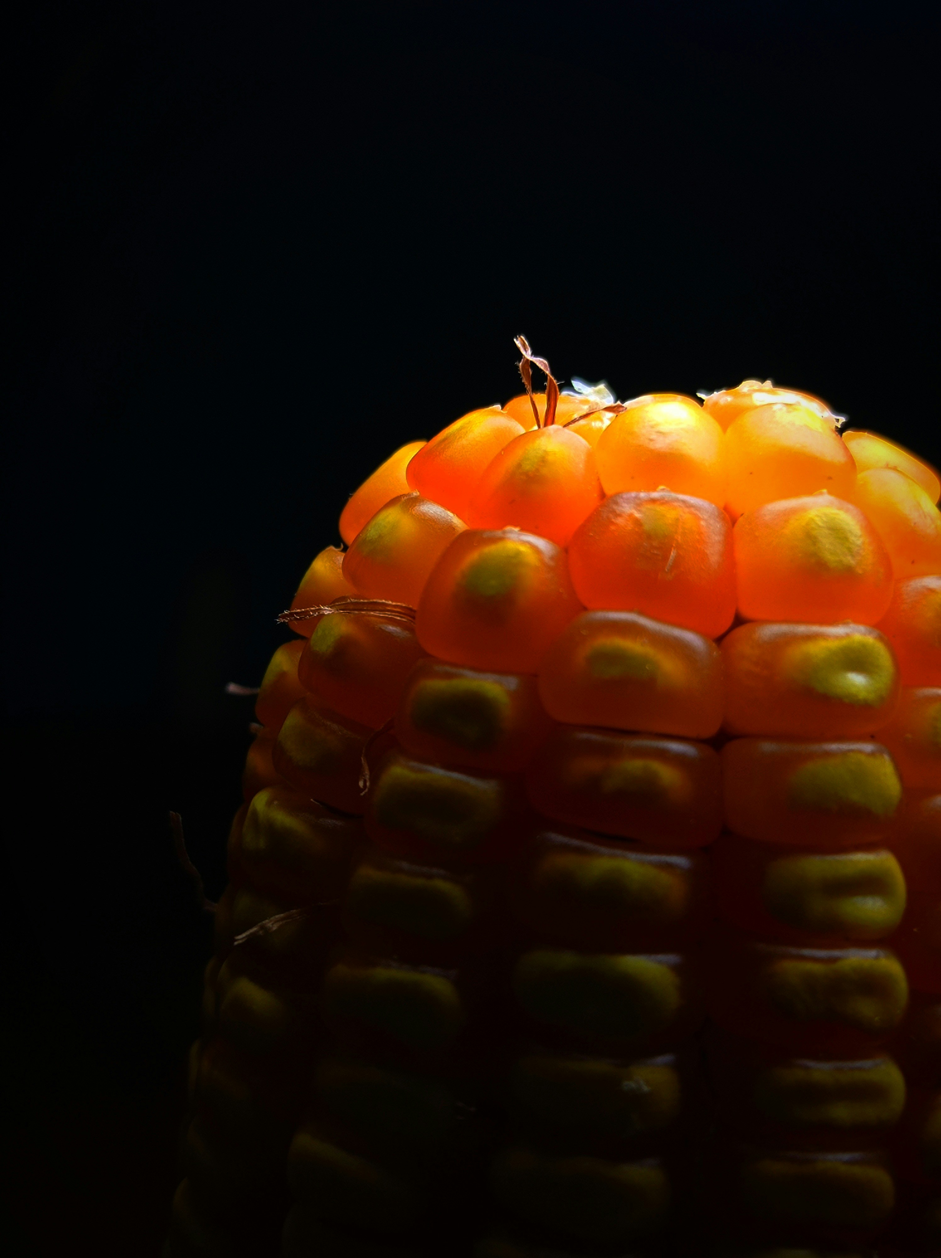 Close-up of a corn cob with vibrant golden kernels illuminated against a dark background.