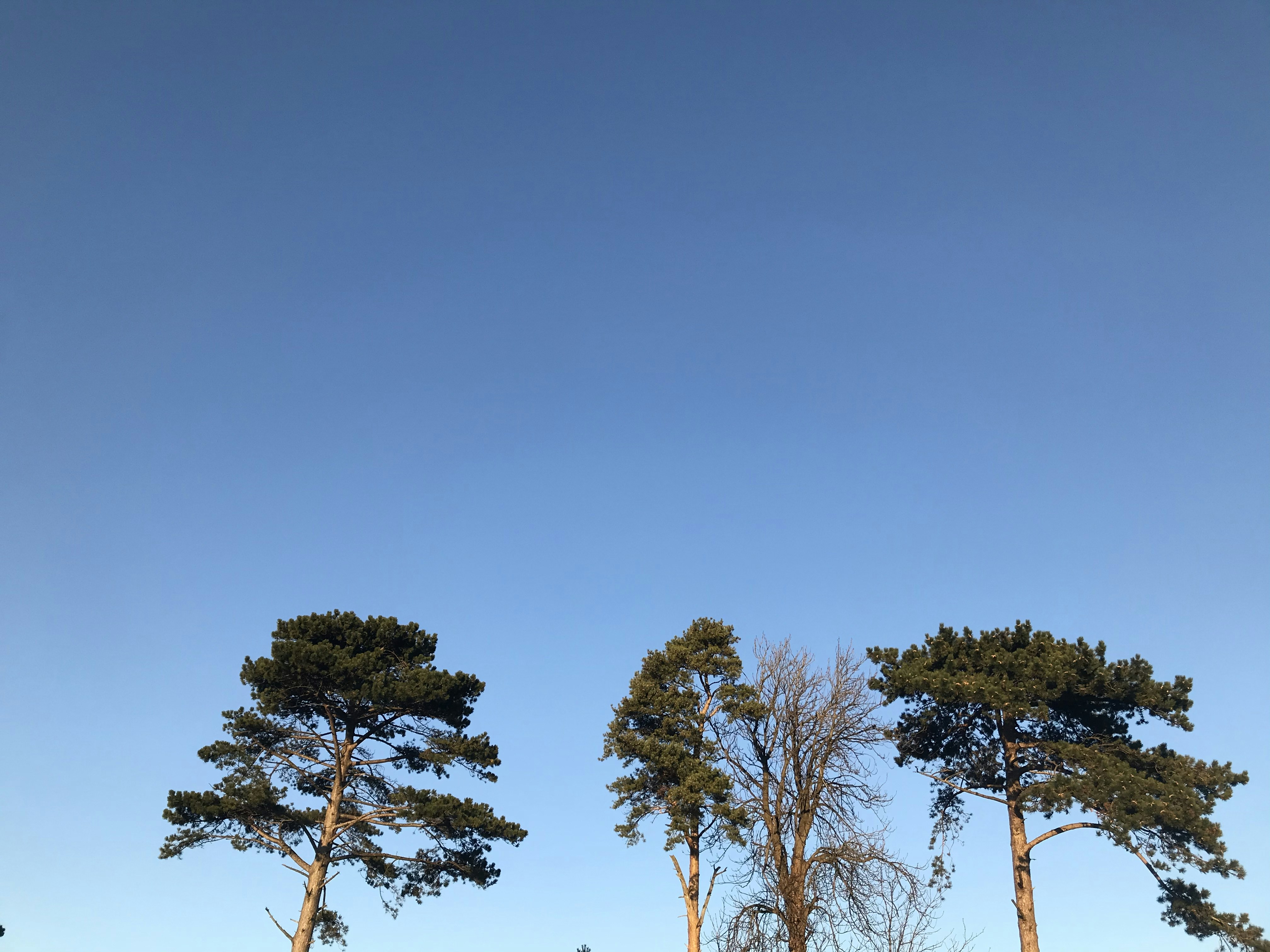 A group of trees that are standing in the grass photo – Free Tree Image ...