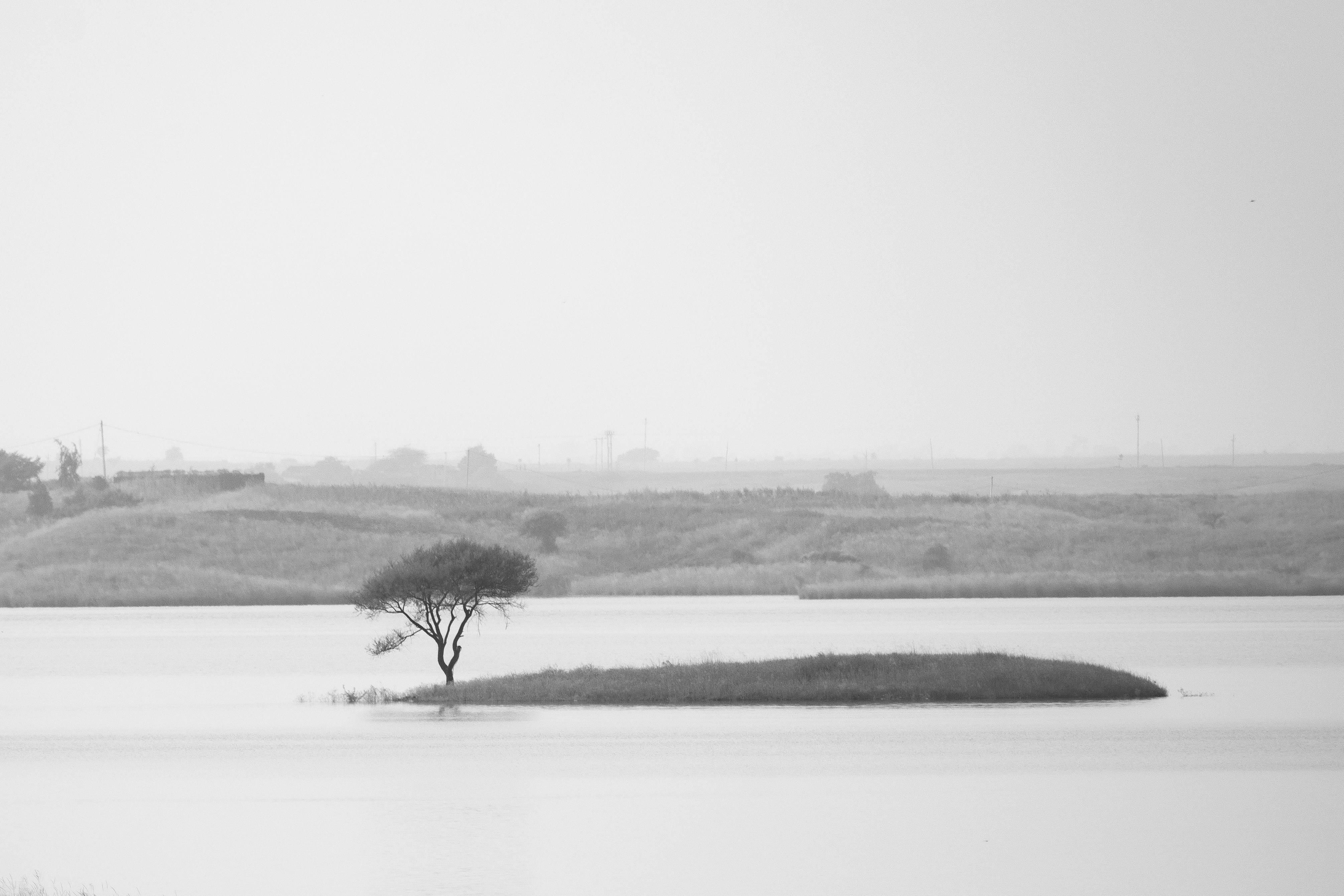 Solitary Tree on a Quiet Lake: A Pale Horizon Study