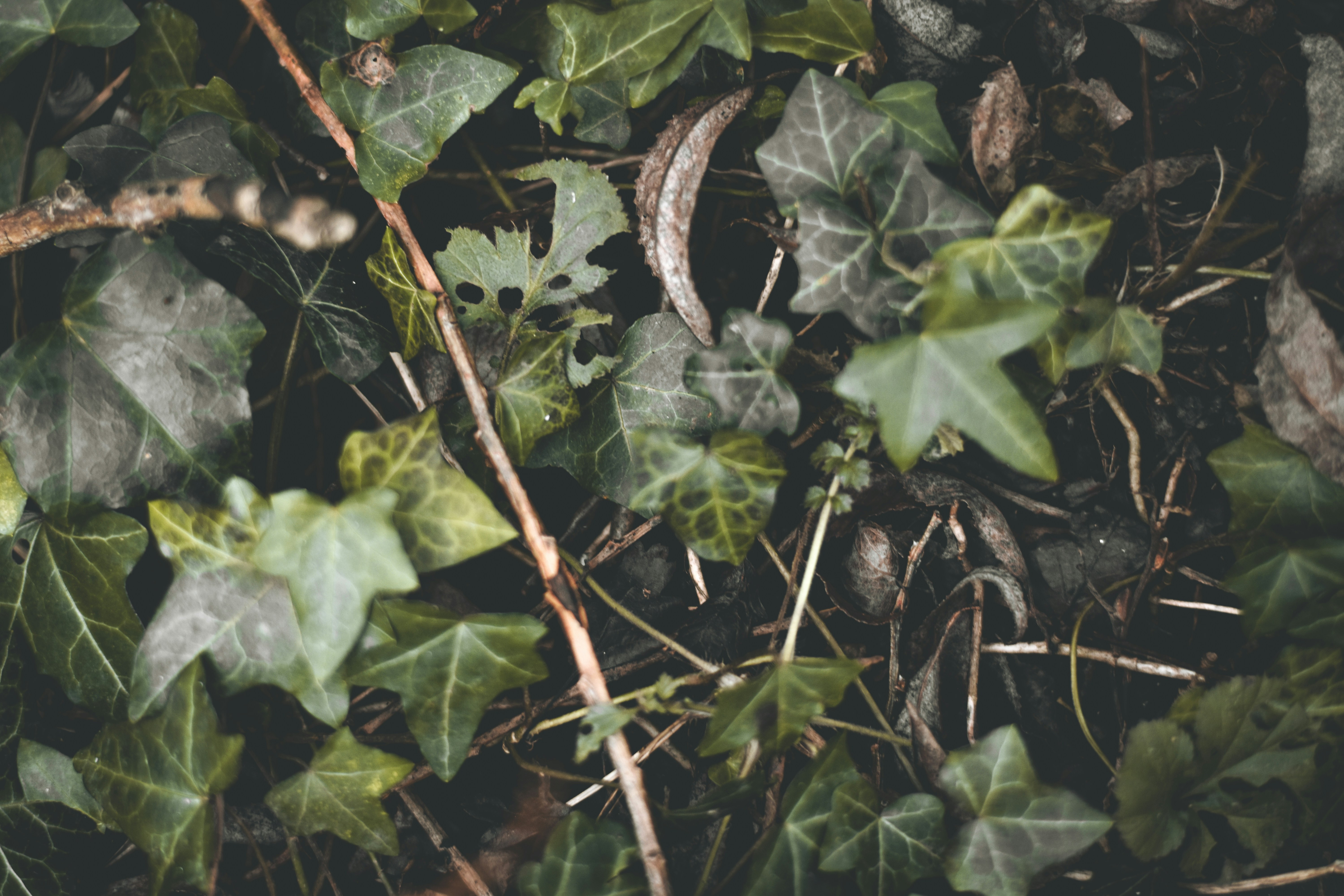 Ivied Veil: A Quiet Tangle on a Shadowed Wall