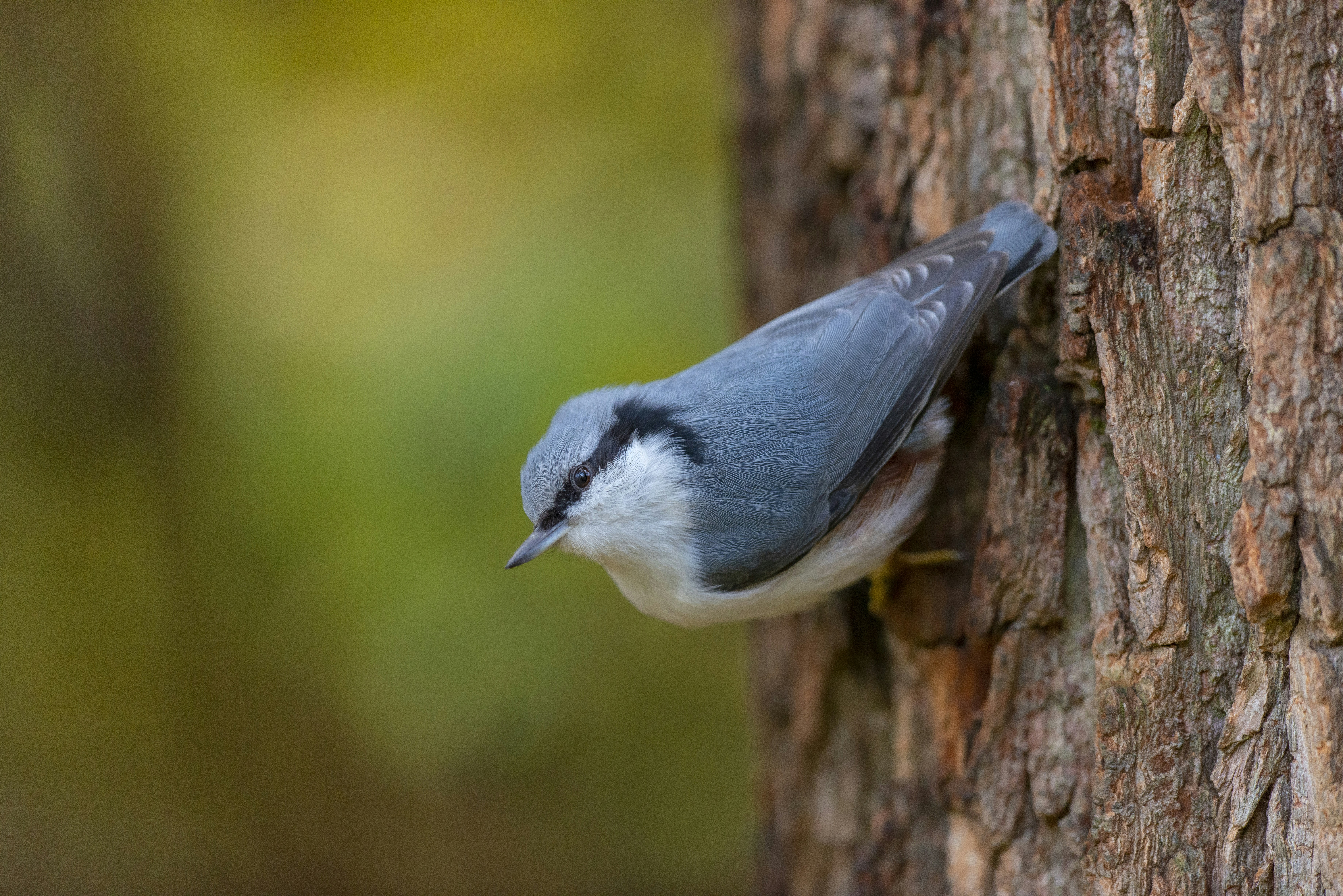 Un petit oiseau bleu et blanc sur le flanc d’un arbre photo – Photo ...