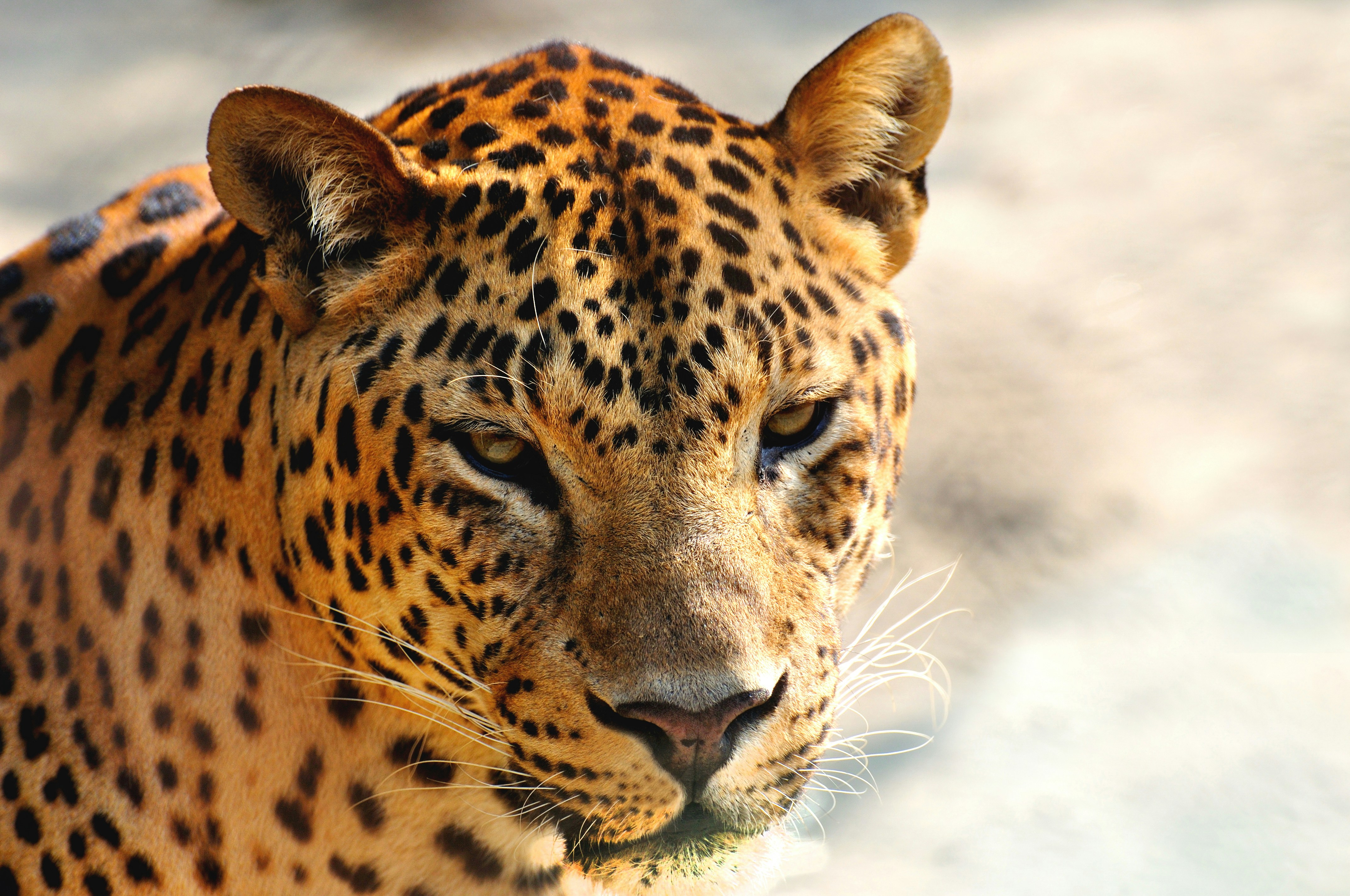 A close up of a leopard on a sunny day photo – Free Animal Image on ...