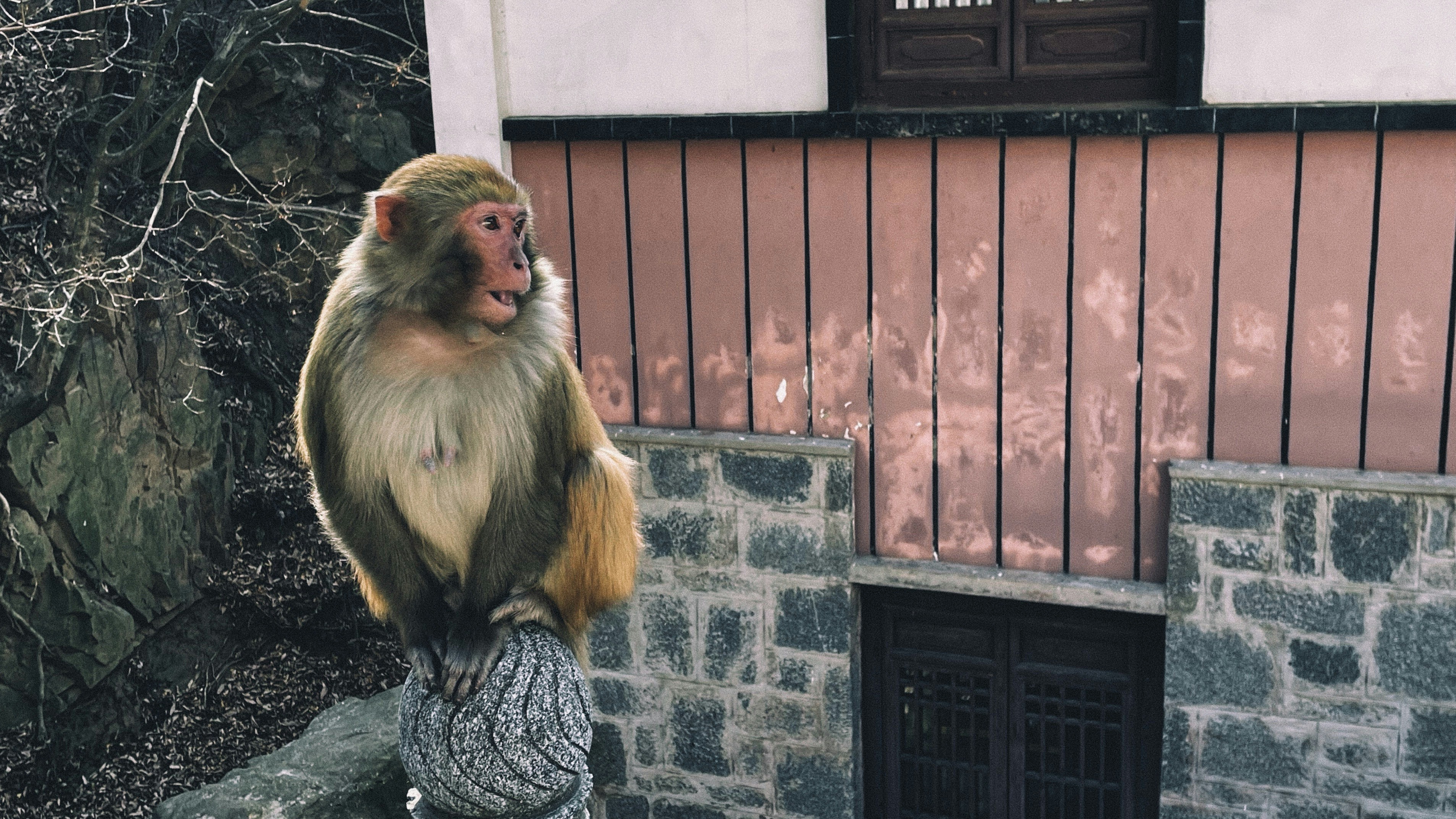 Monkey on a mossy ledge: a quiet moment by the building
