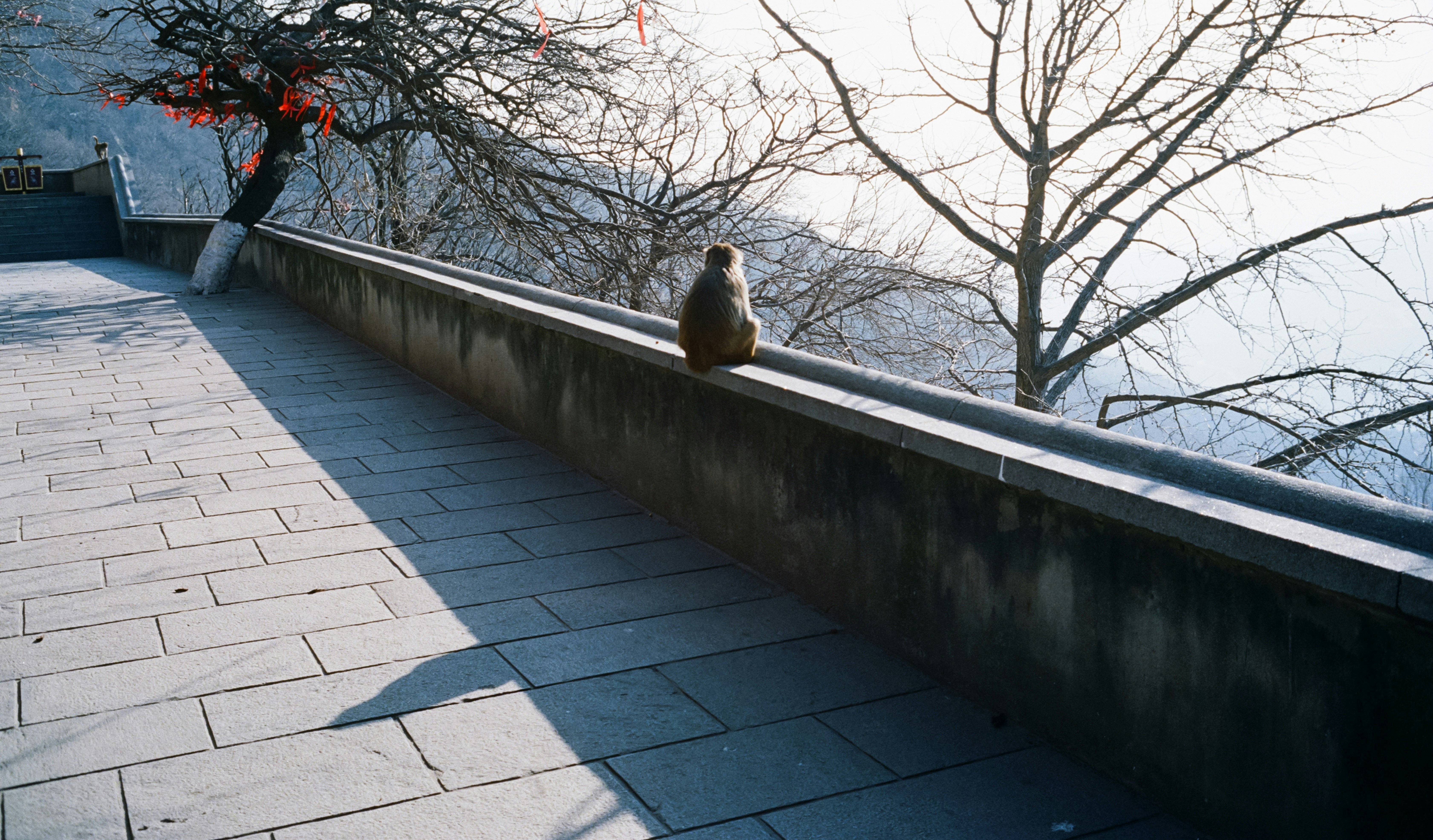 Solitary Pigeon on a Sunlit Terrace Railing
