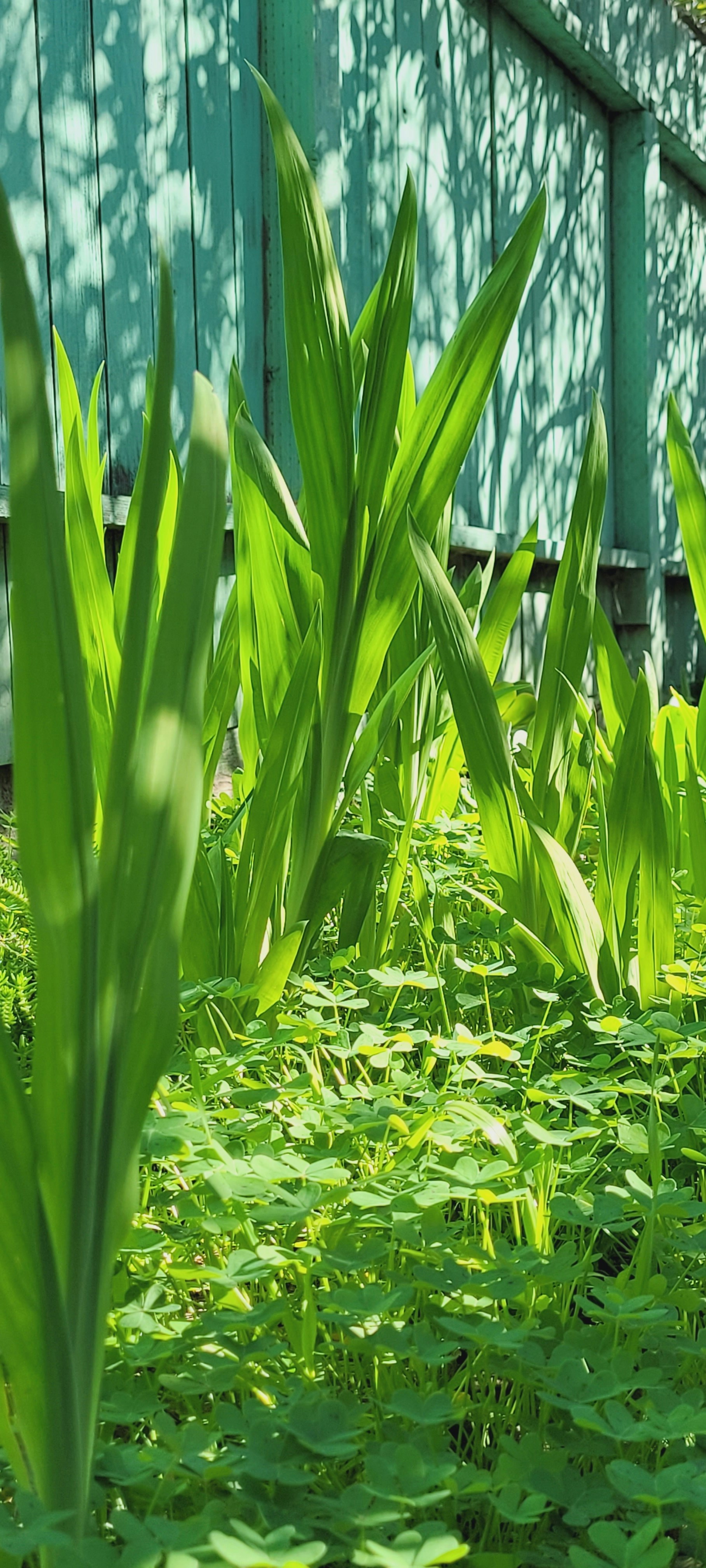 Emerald Spears by the Teal Fence