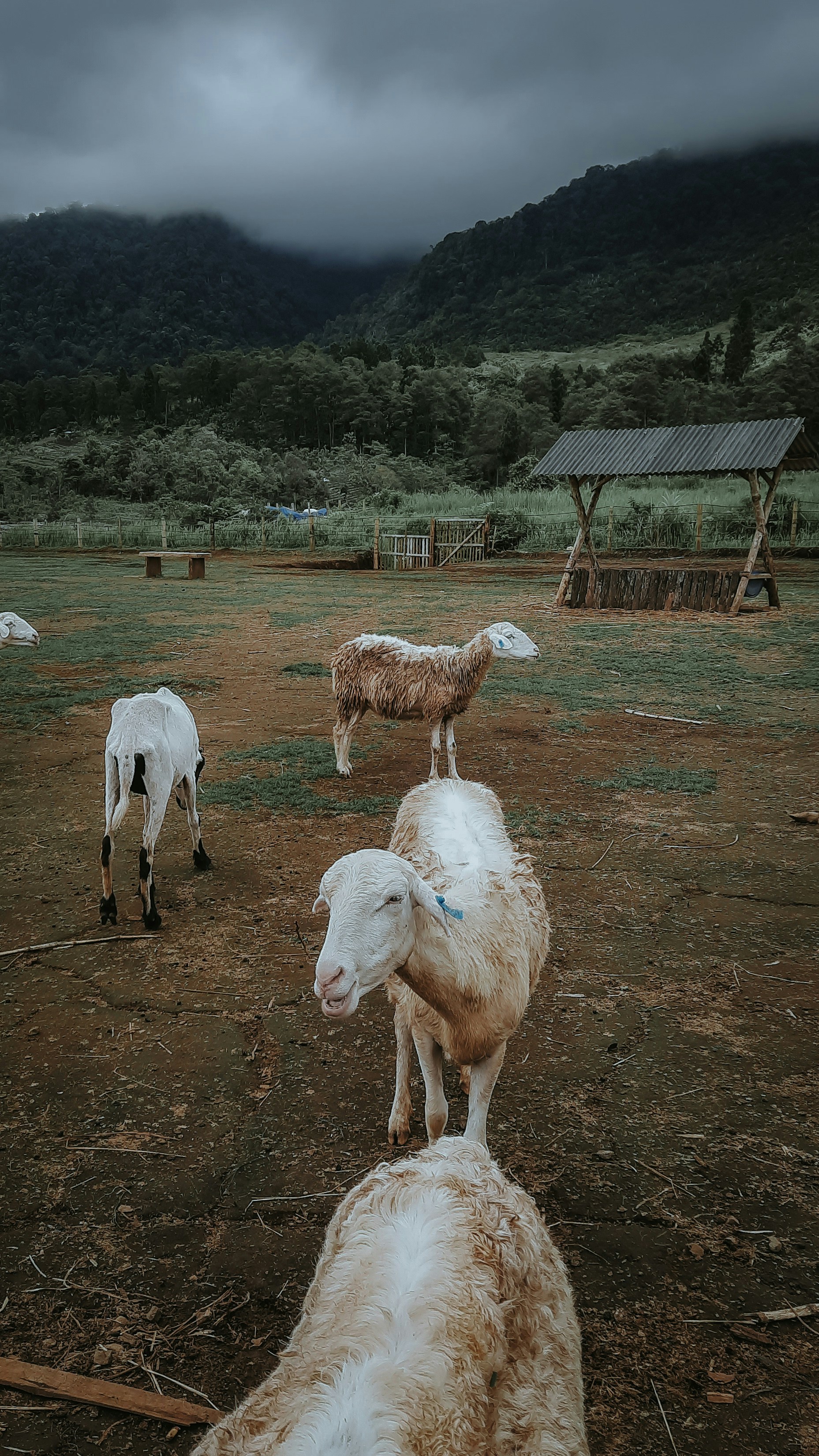 A flock of sheep grazing peacefully on a verdant hillside under a moody sky, capturing the essence of rural tranquility.