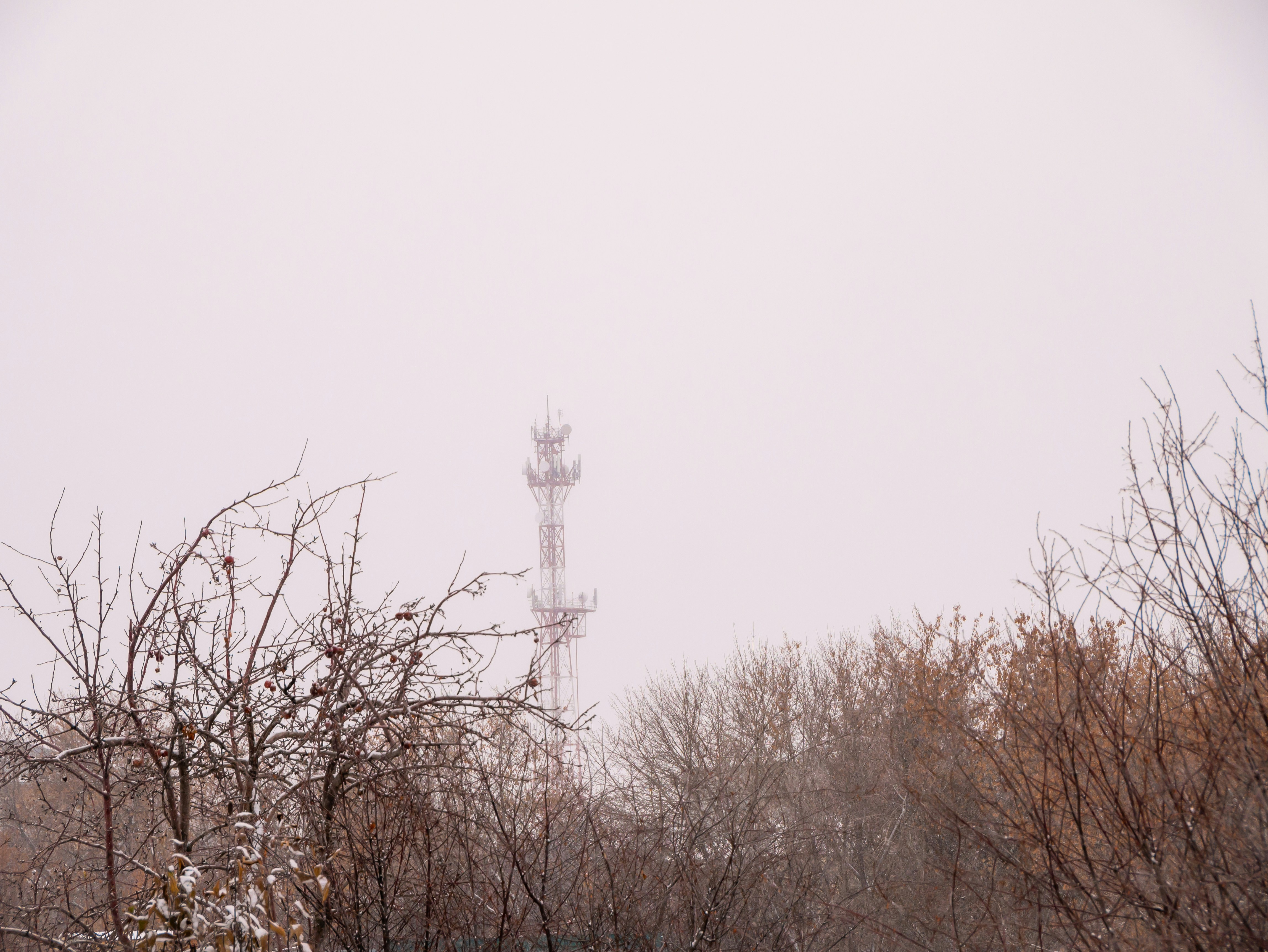 a tower in the distance with trees in the foreground