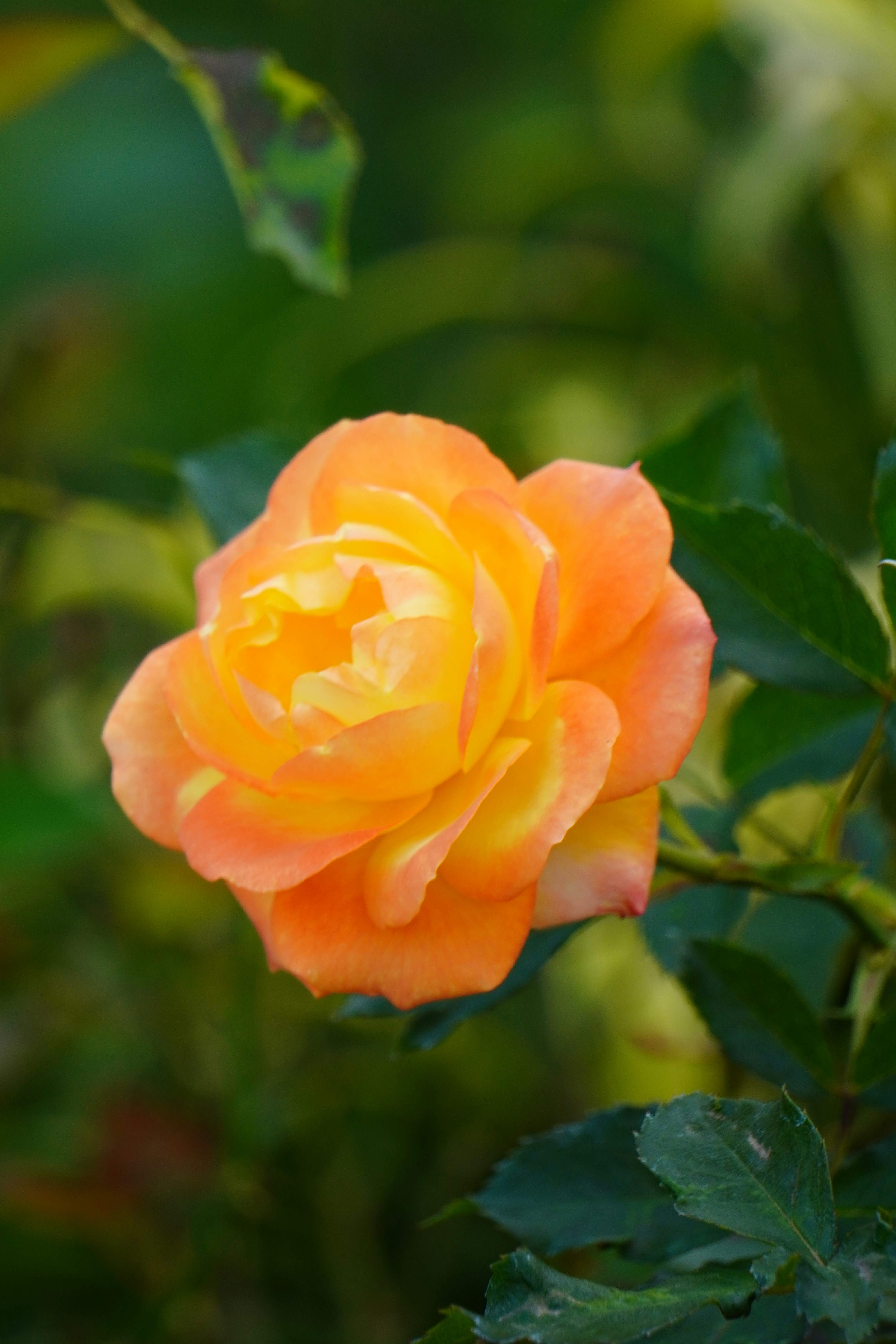 A single orange rose blooming in a garden photo – Free Blossom Image on ...