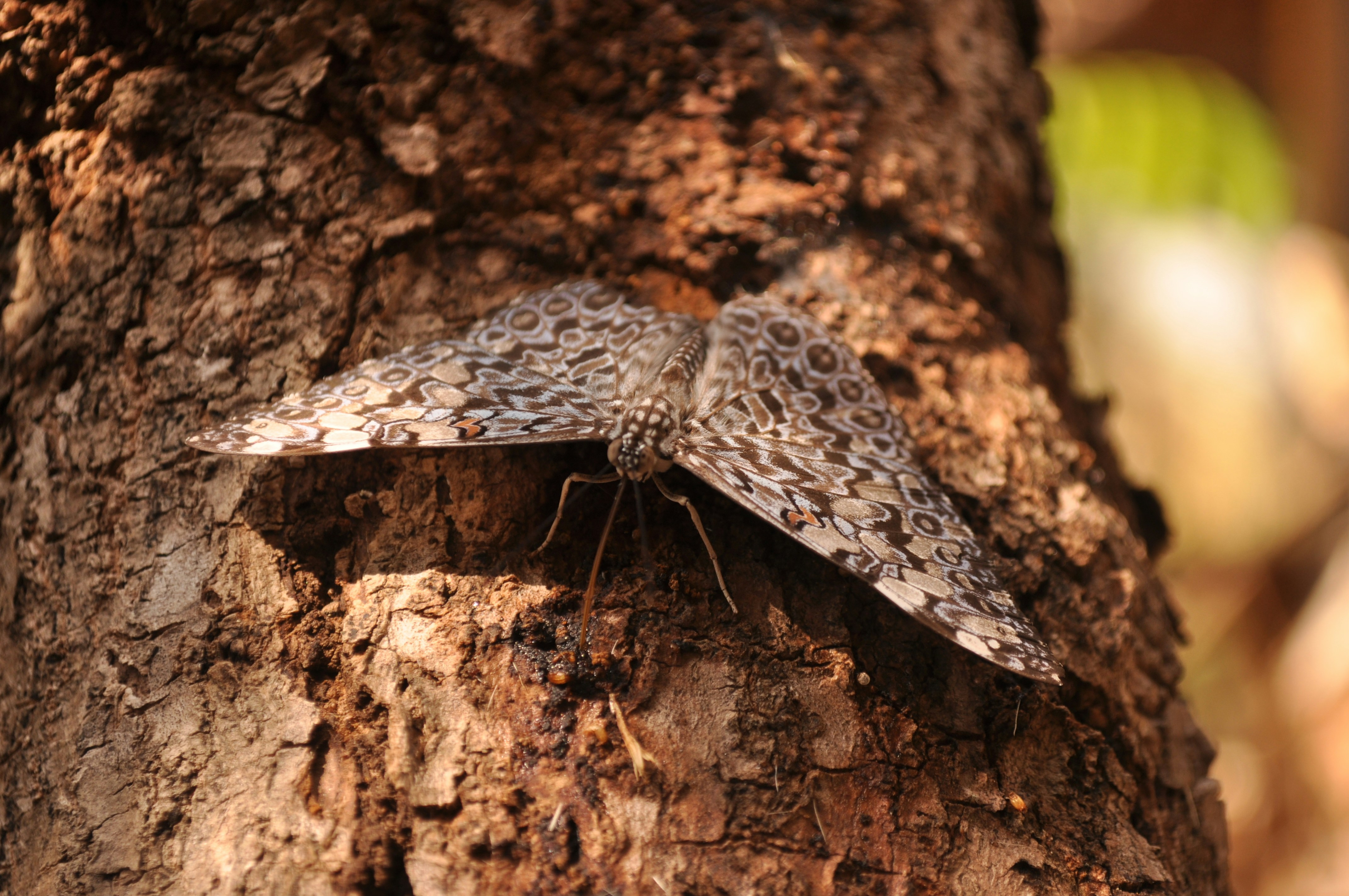 Veiled on Bark: A Grey Moth's Masterful Camouflage