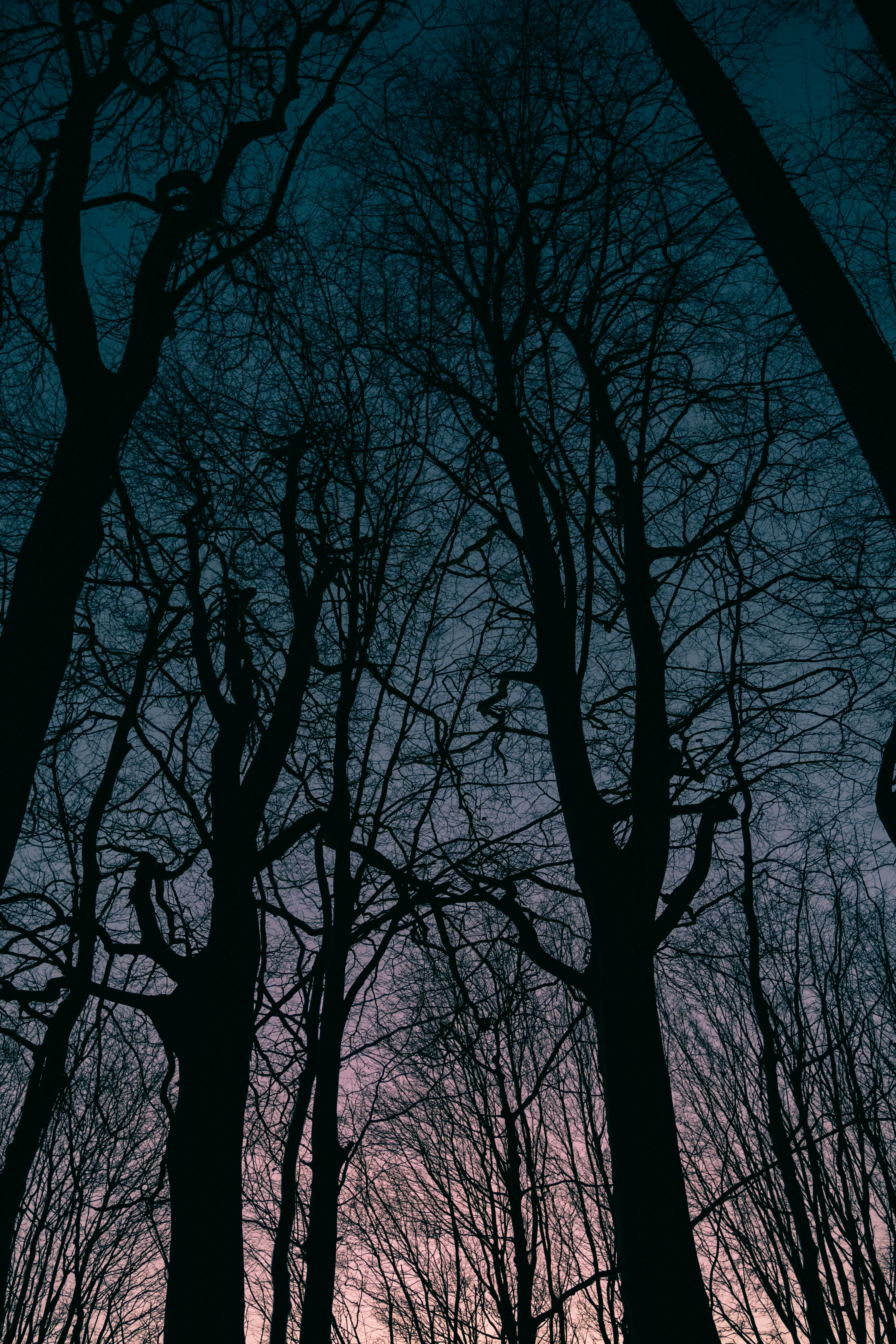 Silhouetted trees reach towards a gradient sky at dusk, evoking a sense of mystery and serenity.
