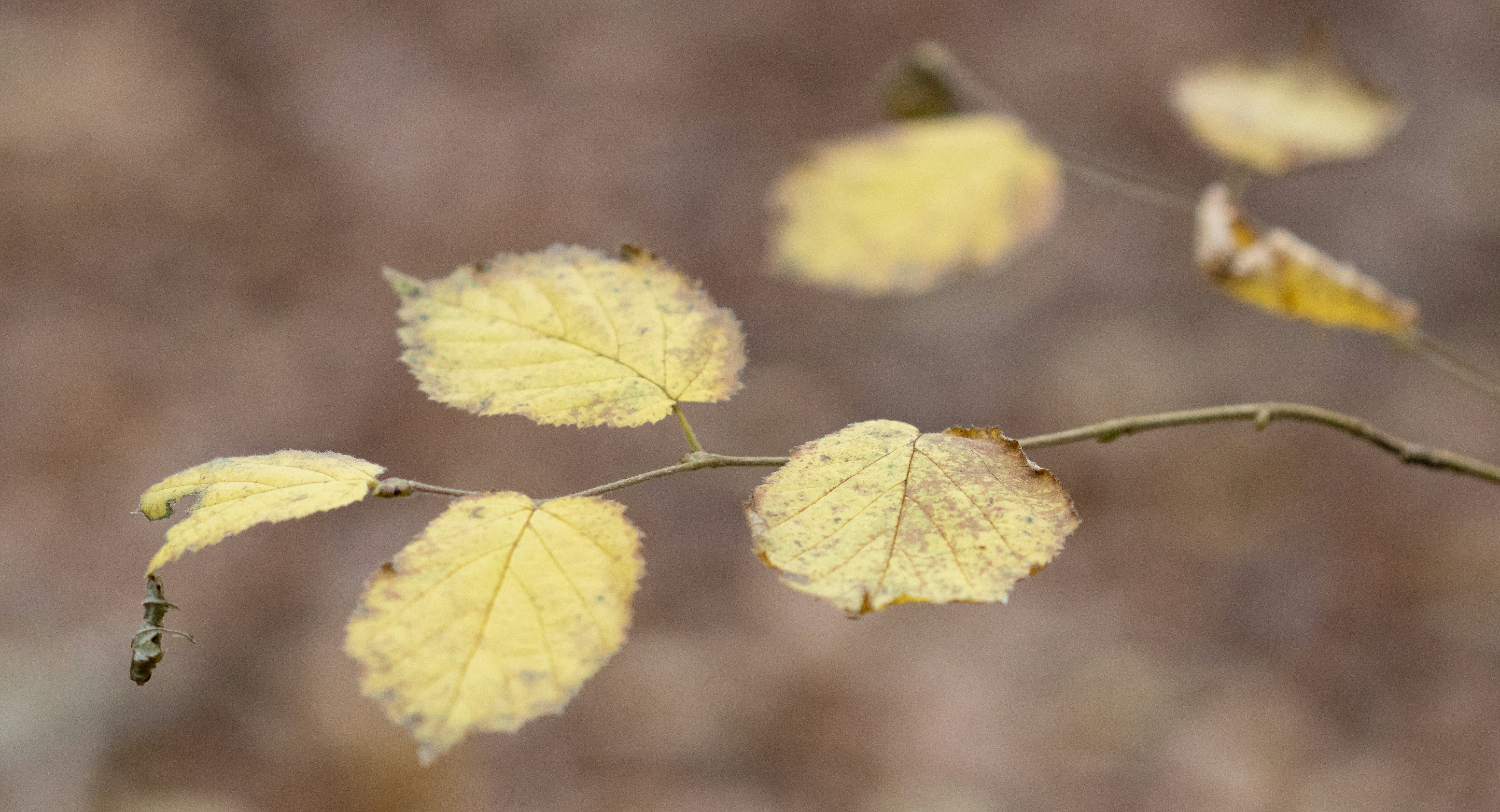 Gold-veined Leaves on a Slender Twig: Autumn's Quiet Frame