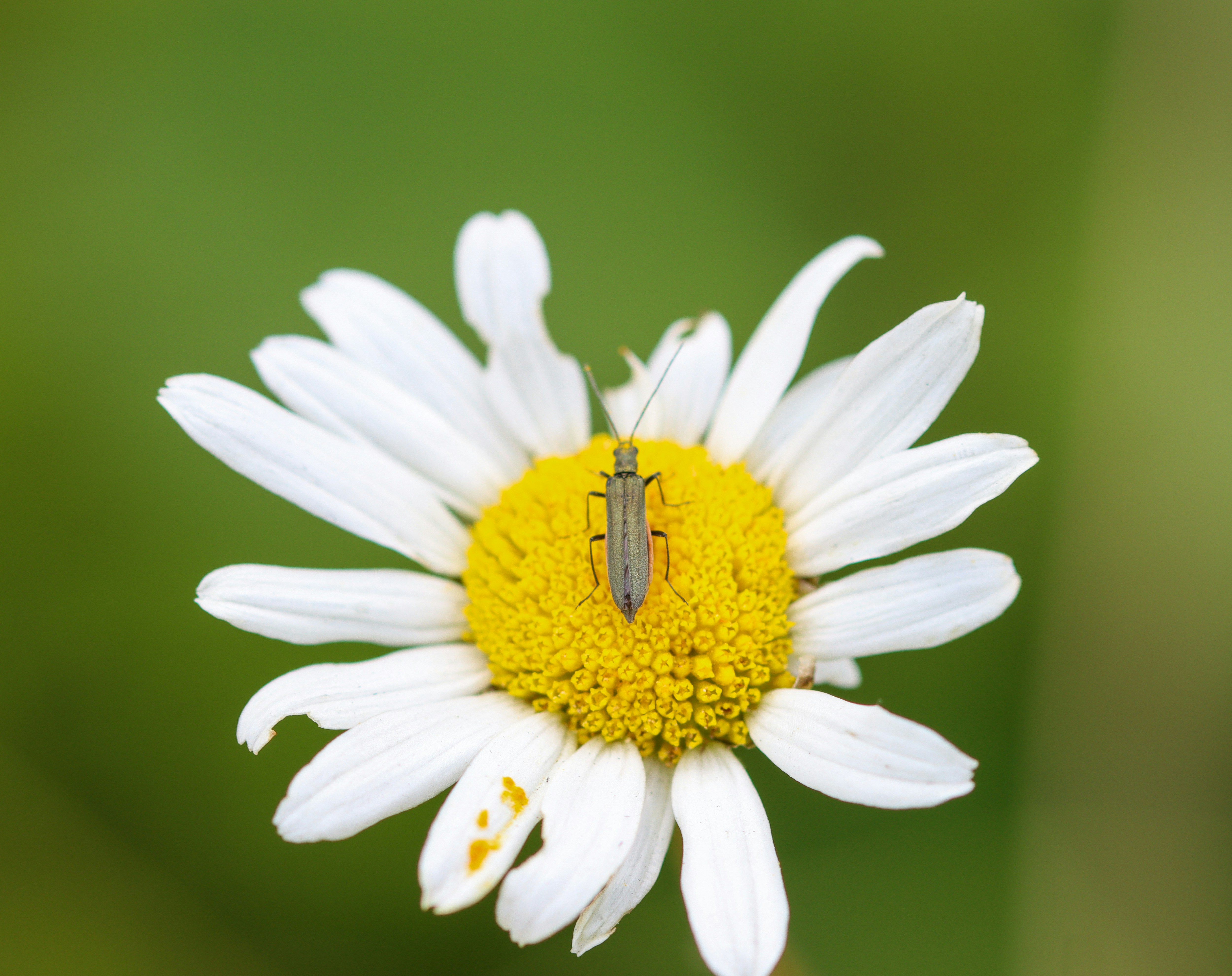 Tiny Beetle, Big Focus: A Daisy's Centerstage Moment