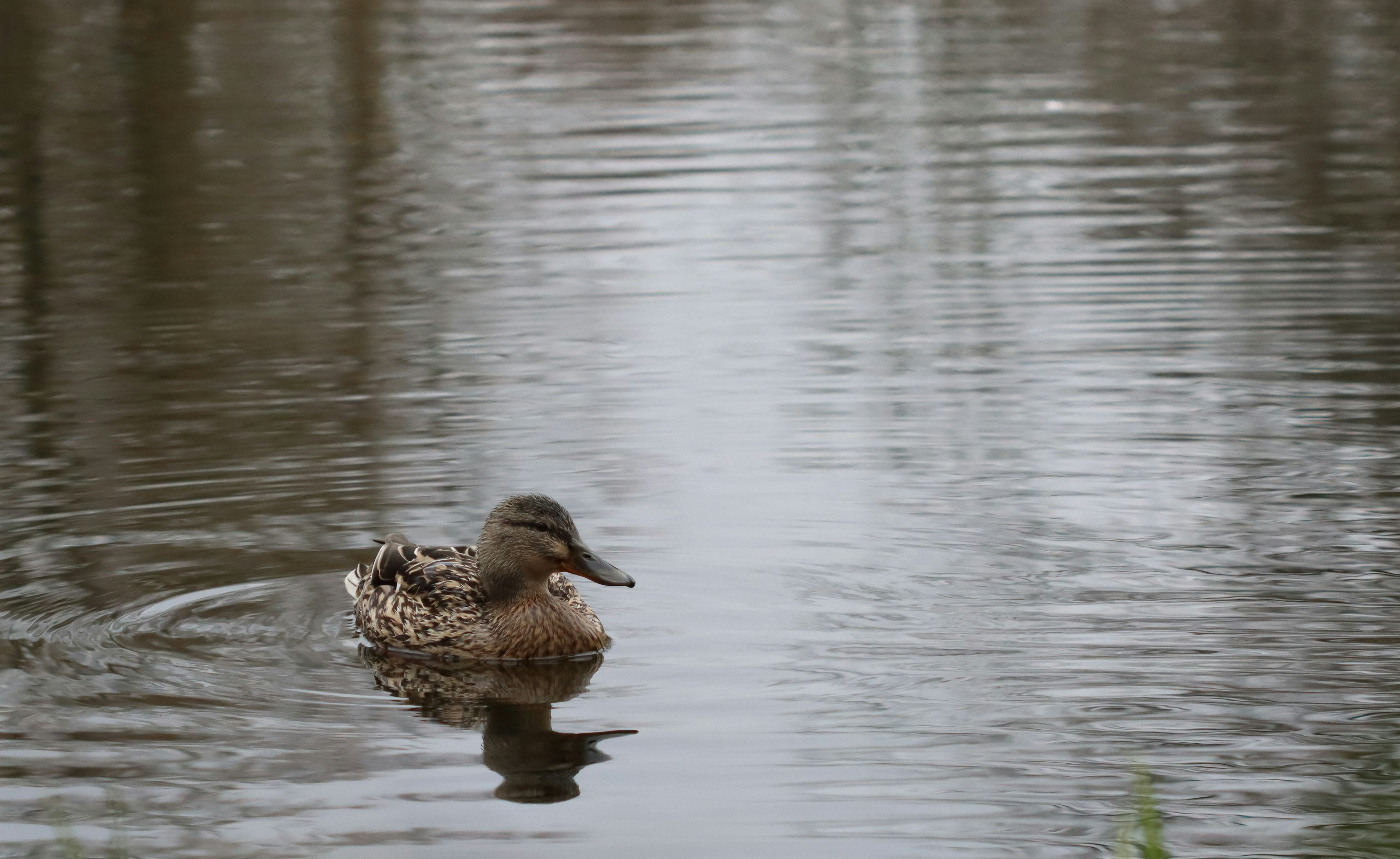 A duck floating on top of a body of water photo – Free Waterfowl Image ...