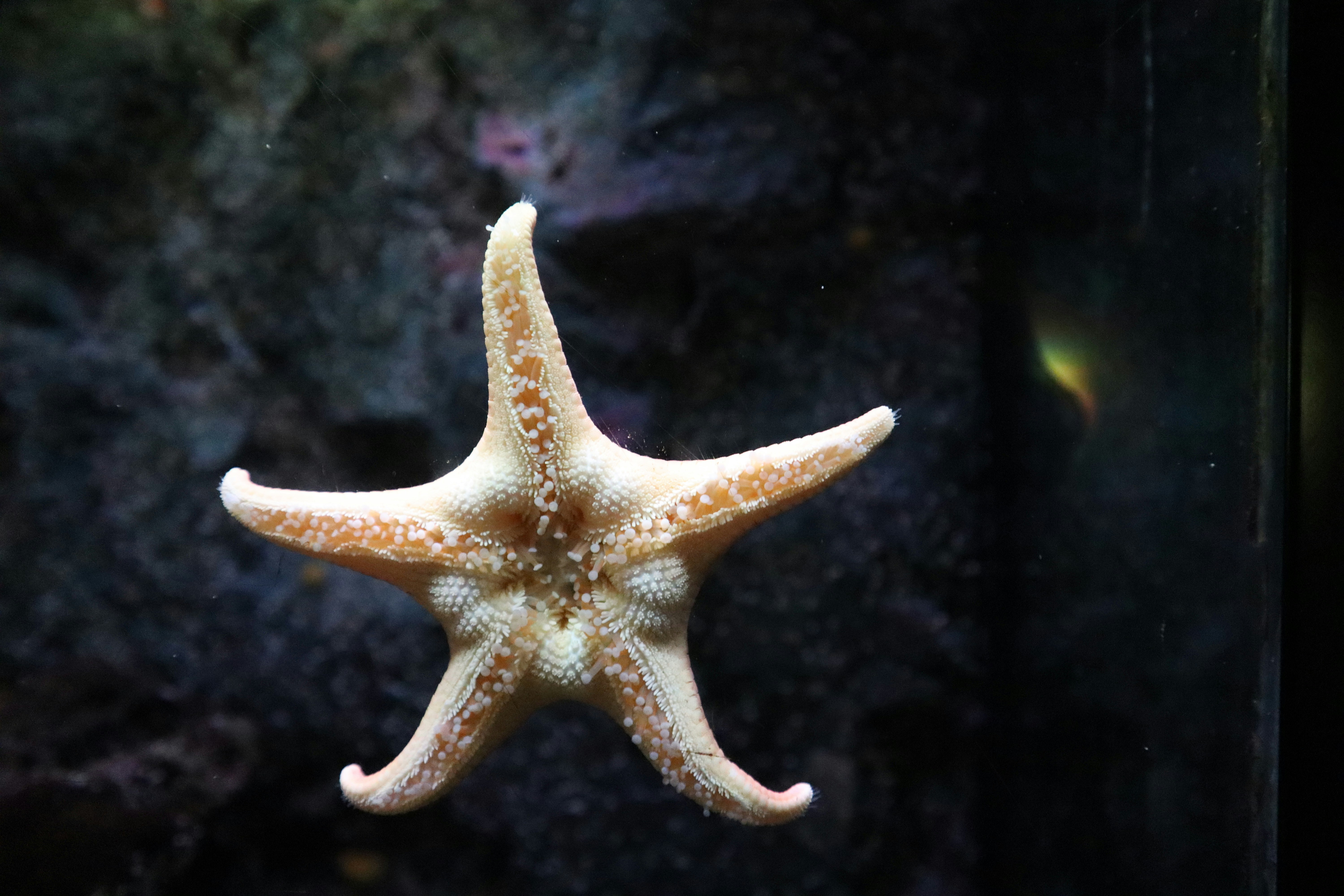 A close up of a starfish in a tank photo – Free Seattle aquarium Image ...