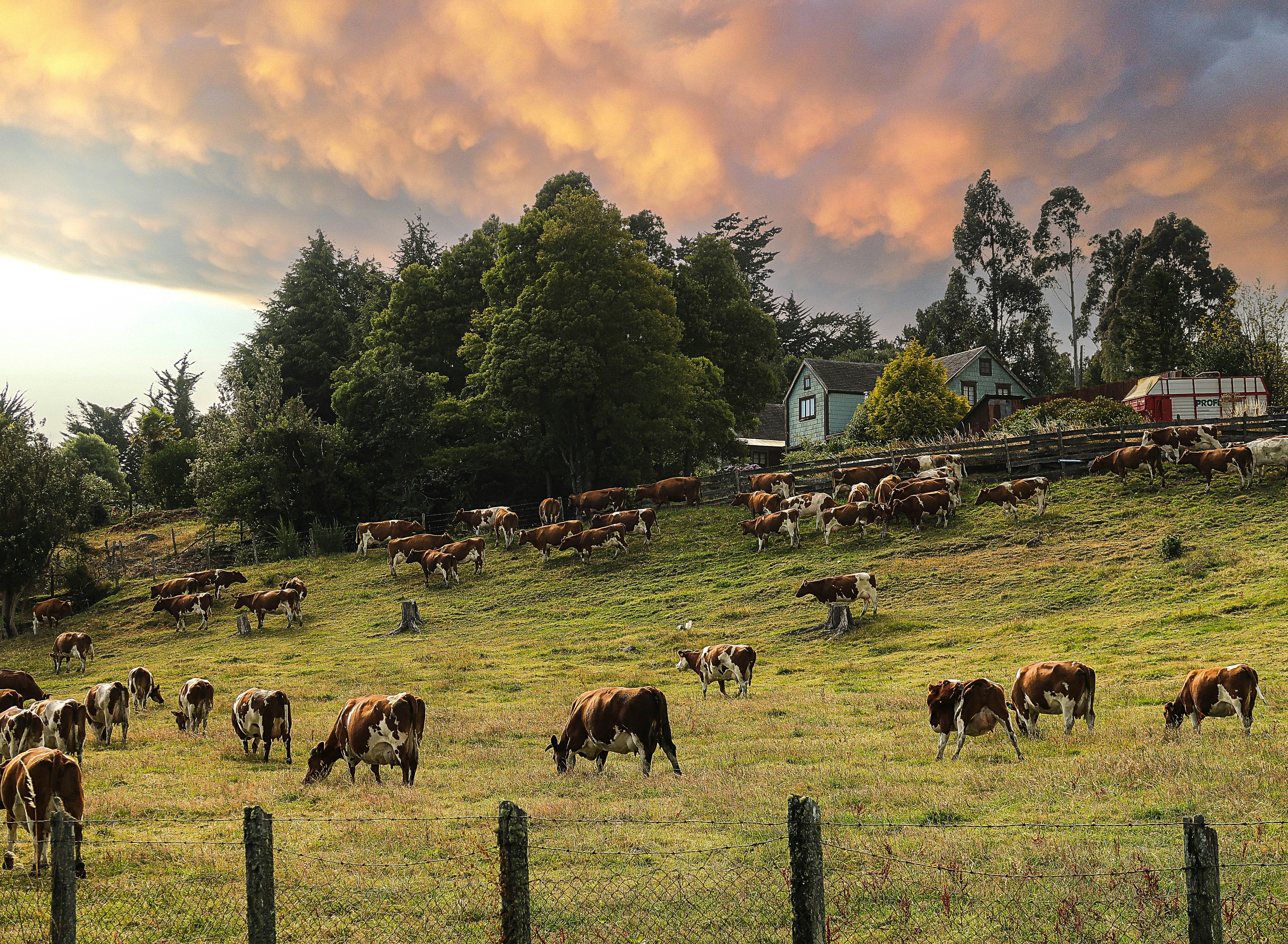 Una manada de ganado pastando en una exuberante ladera verde foto ...
