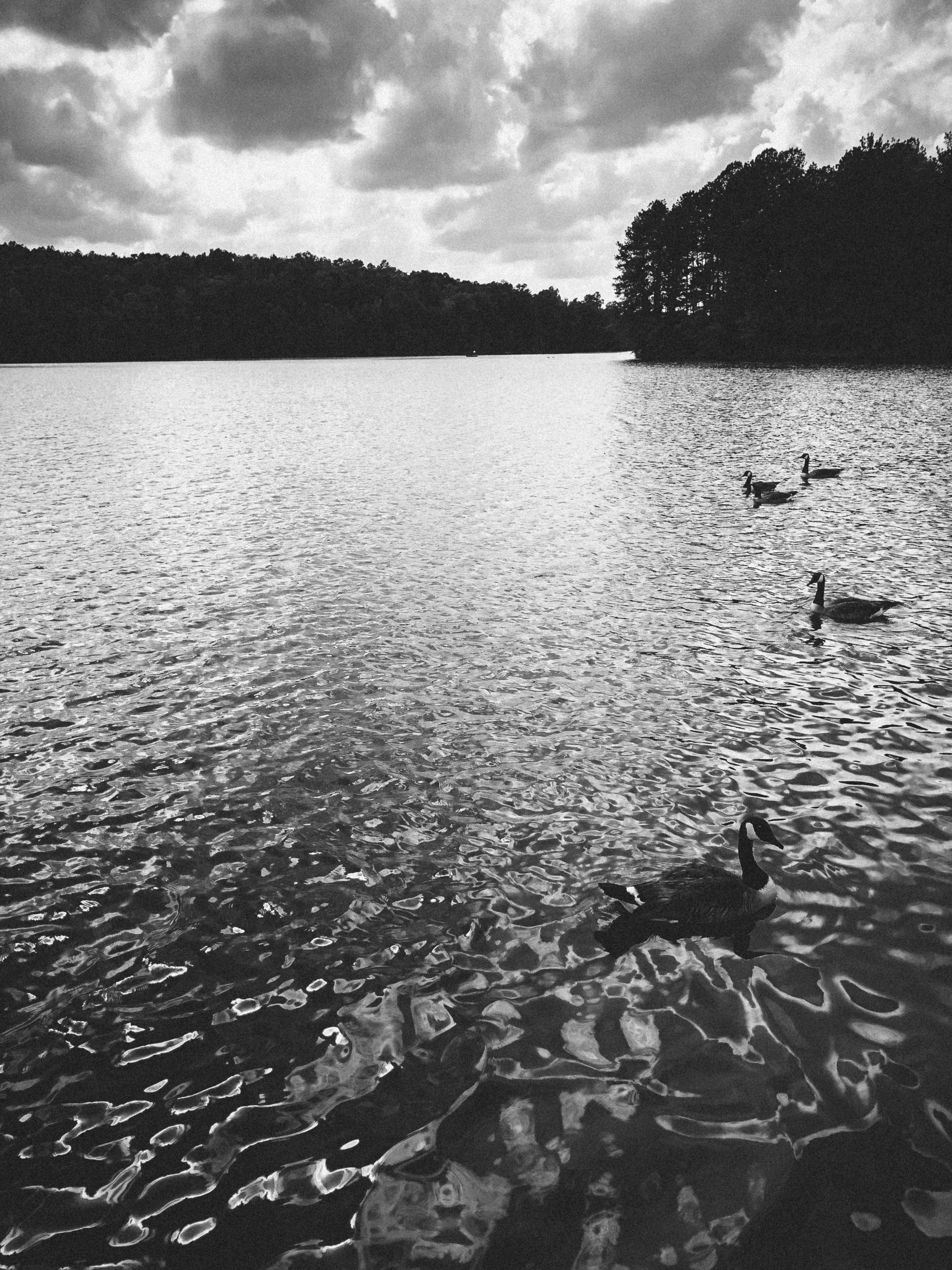 A group of ducks floating on top of a lake photo – Free Atlanta Image ...