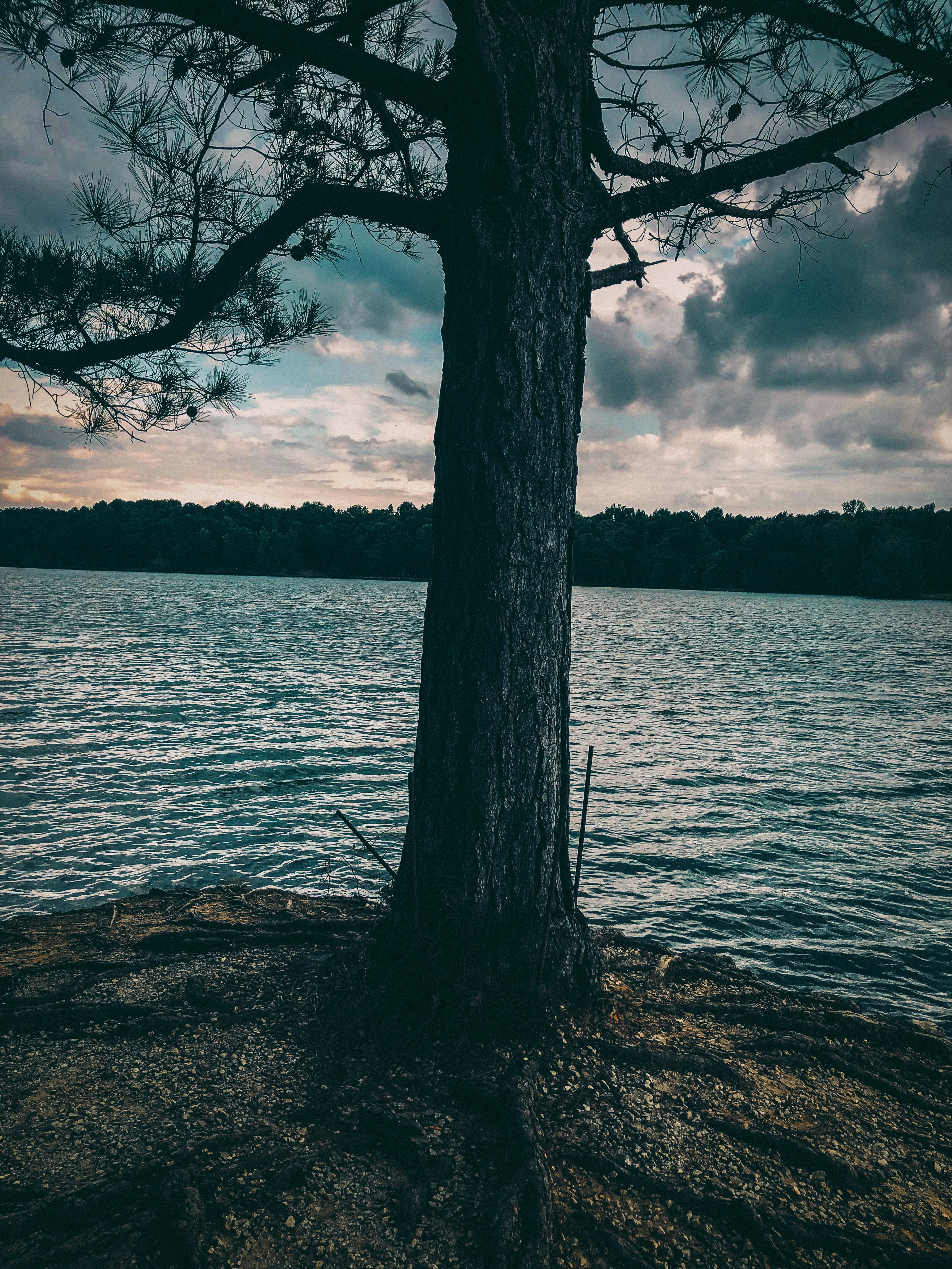 A lone tree on the shore of a lake photo – Free Atlanta Image on Unsplash