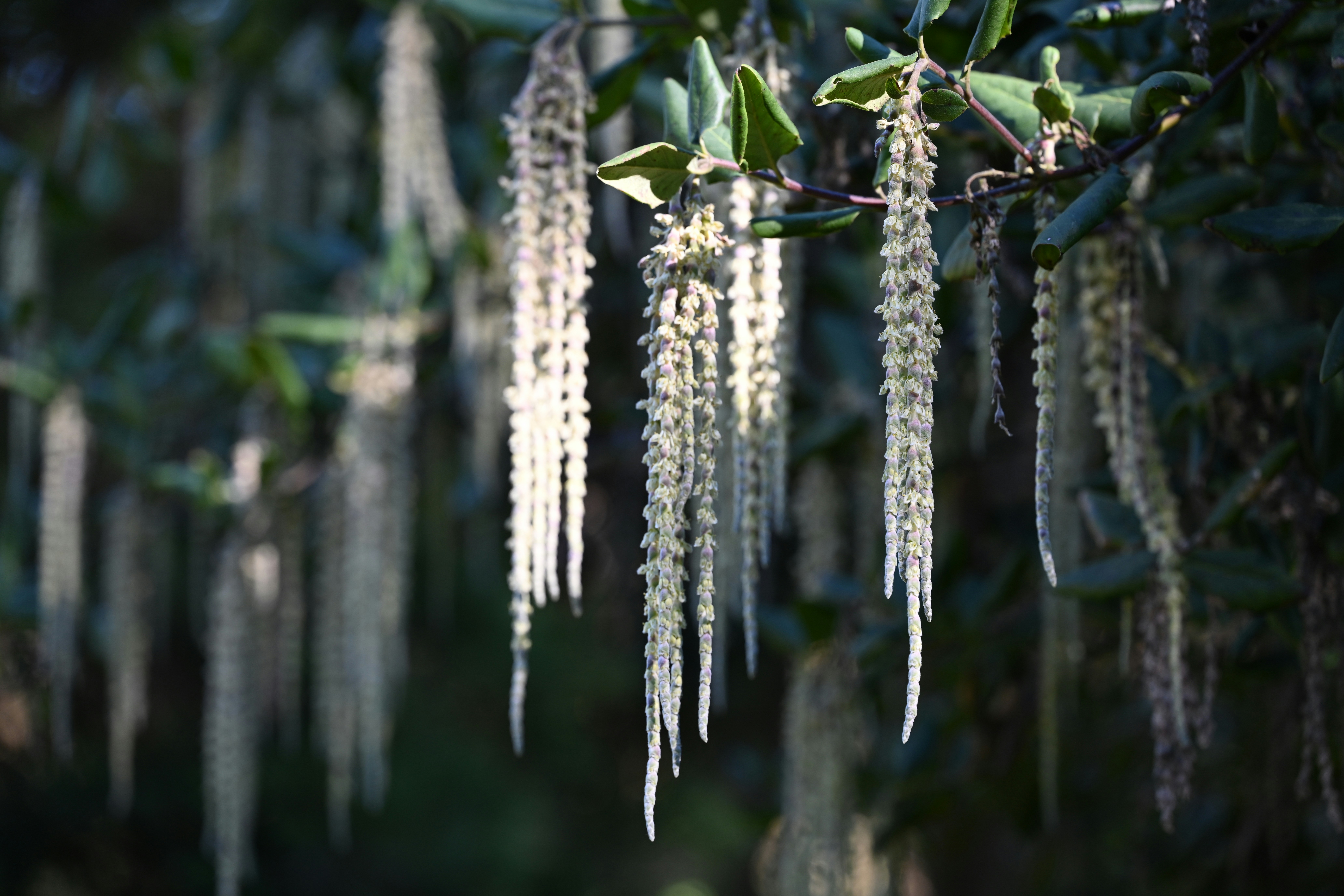 A bunch of white flowers hanging from a tree photo – Free Outdoors ...