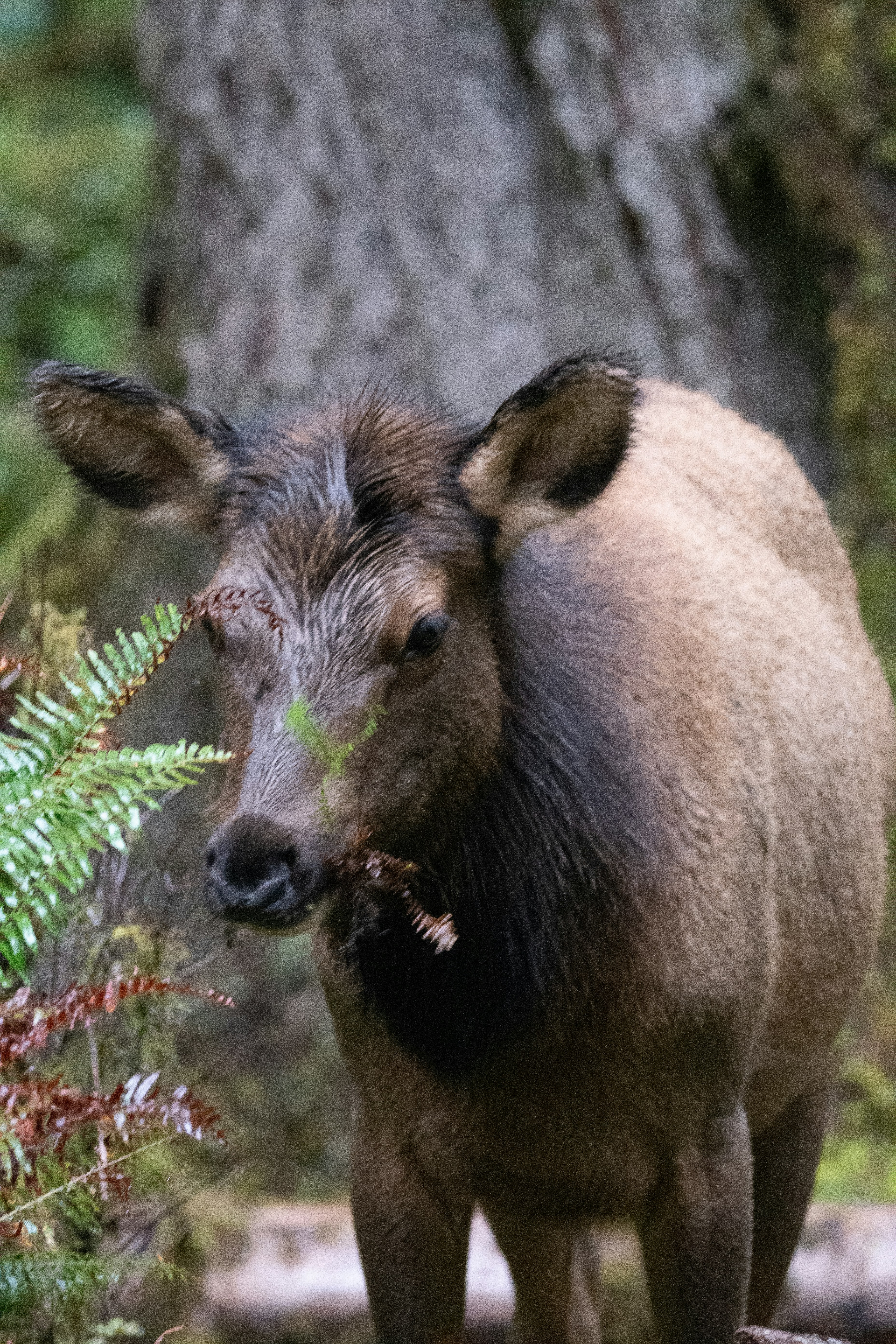 Fern-Lined Stare: A Shaggy Forest Dweller Pauses Amid Pines
