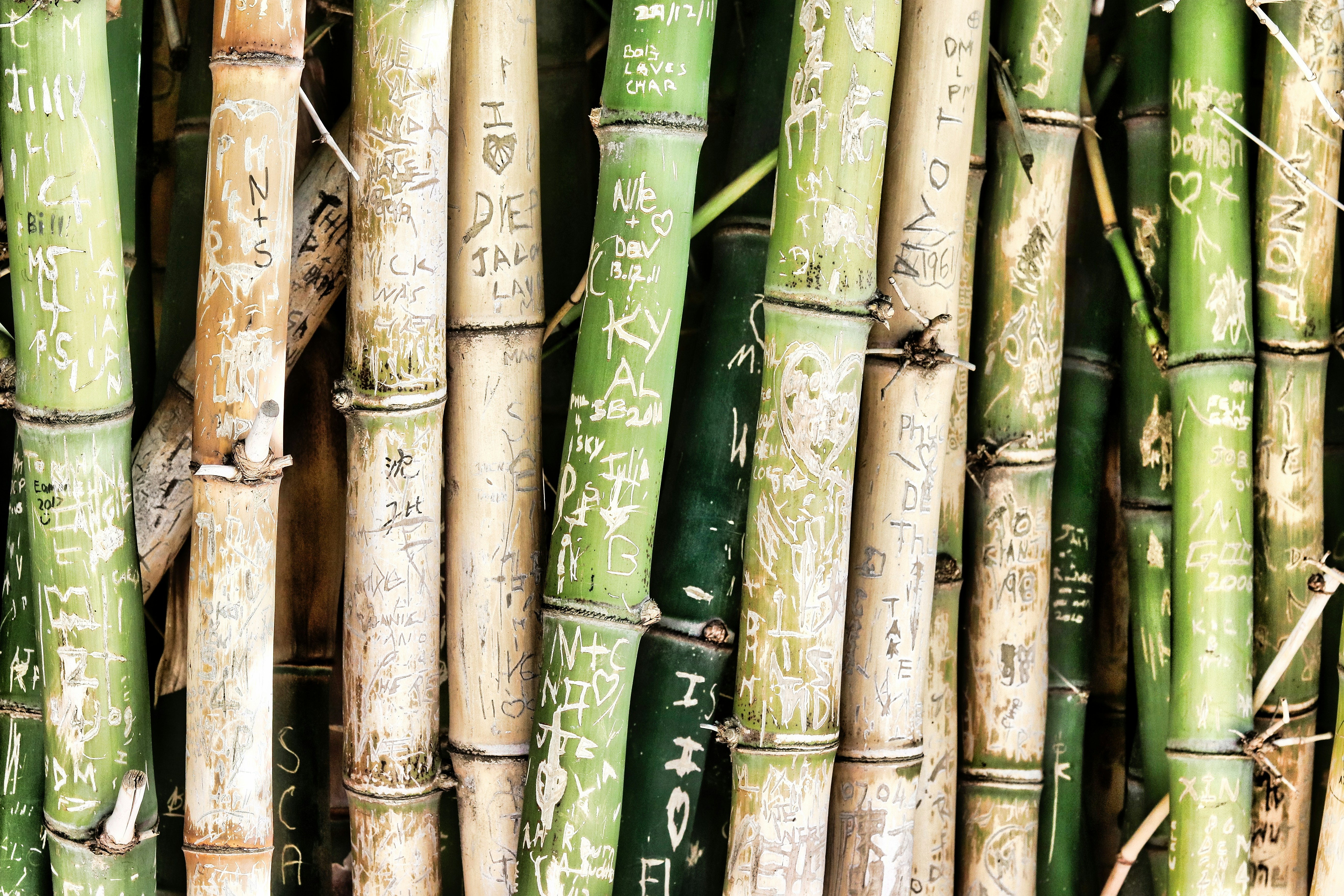 A bunch of bamboo sticks with writing on them photo – Free Bamboo Image ...