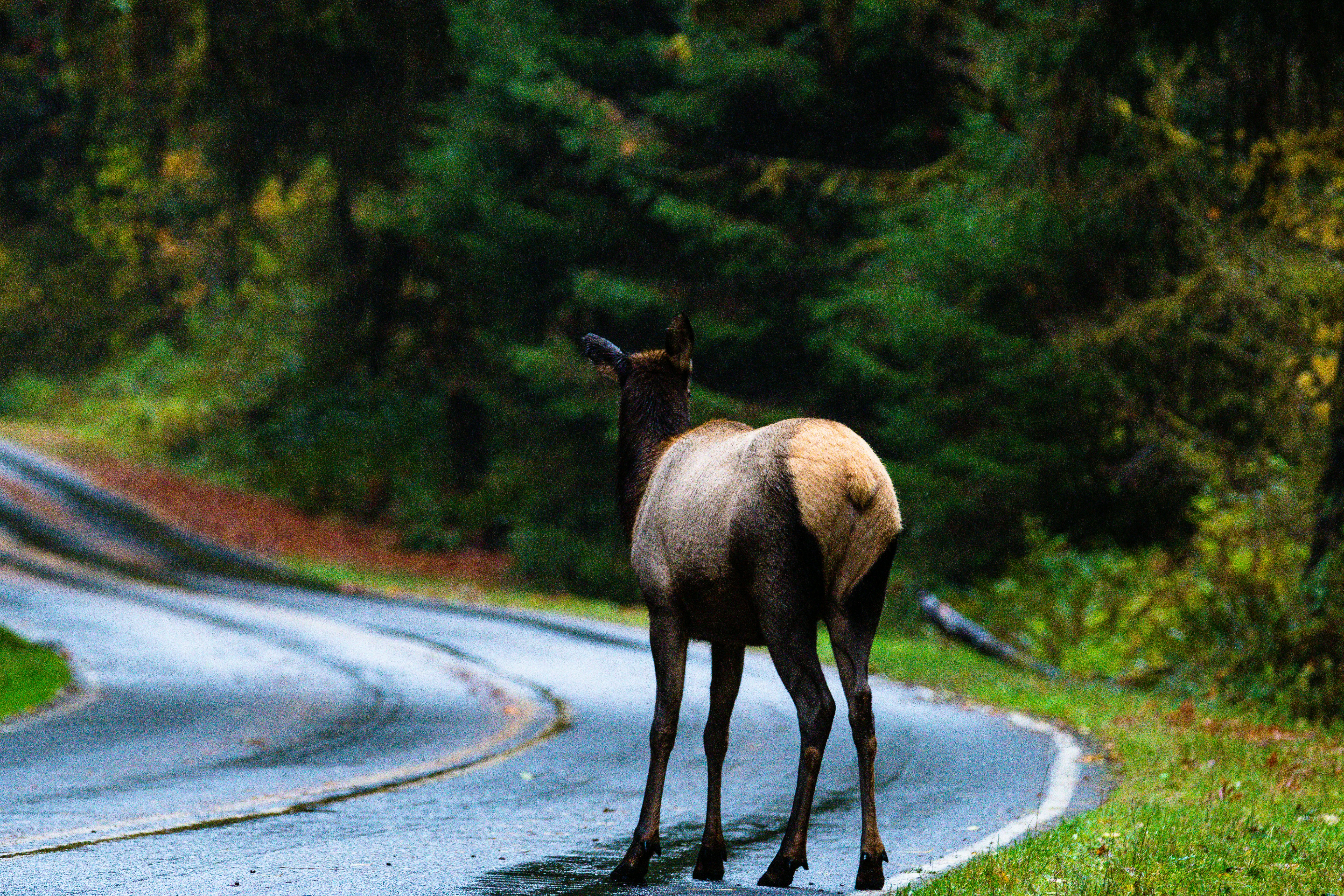 Solitary Stag Pauses on a Rain-Washed Forest Road