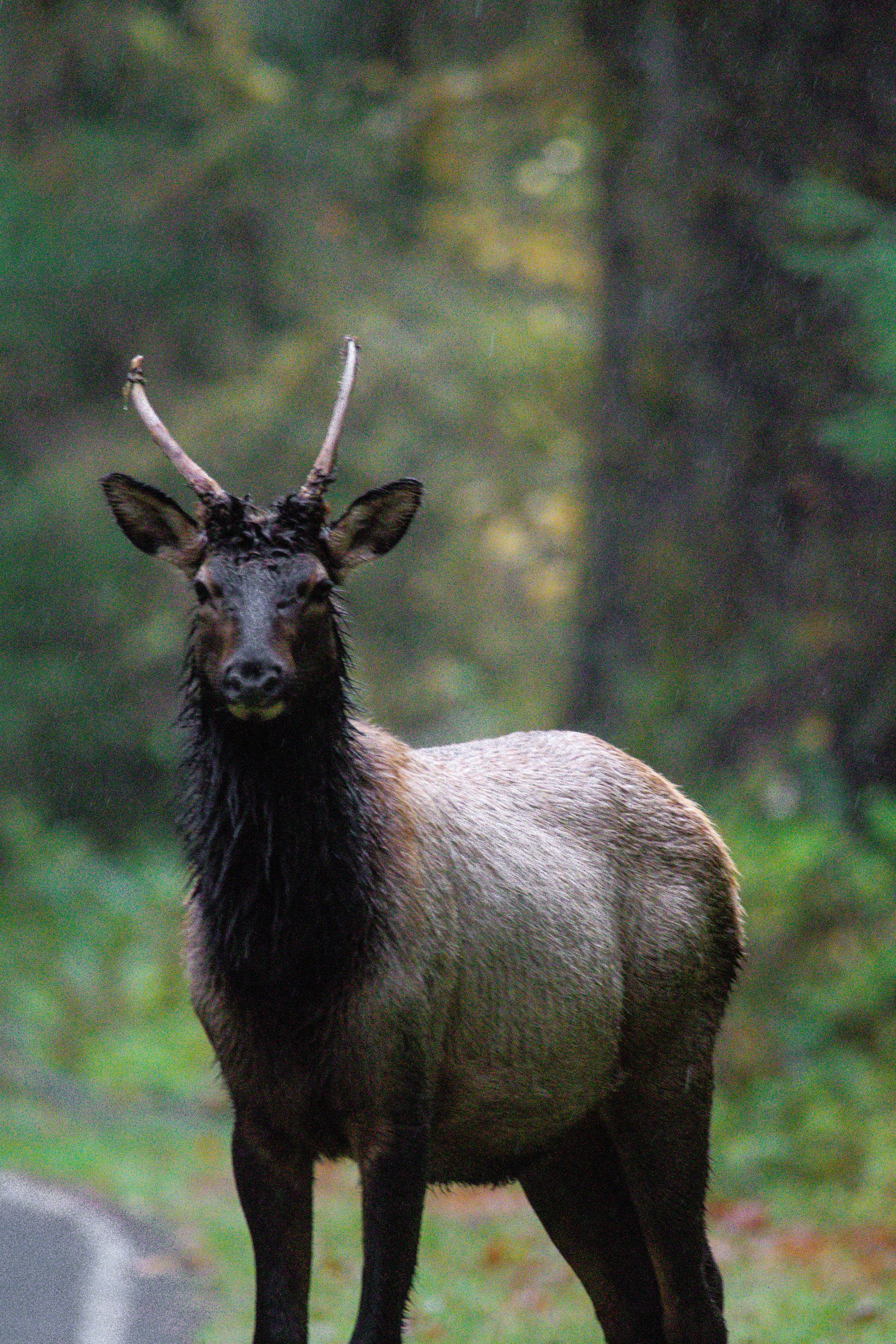 Temperate Rainforest Deer